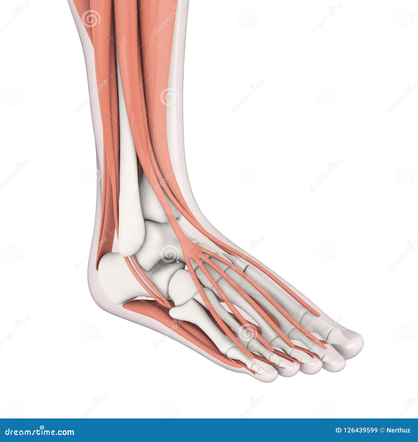 Human Foot Muscles Anatomy stock illustration. Illustration of ...