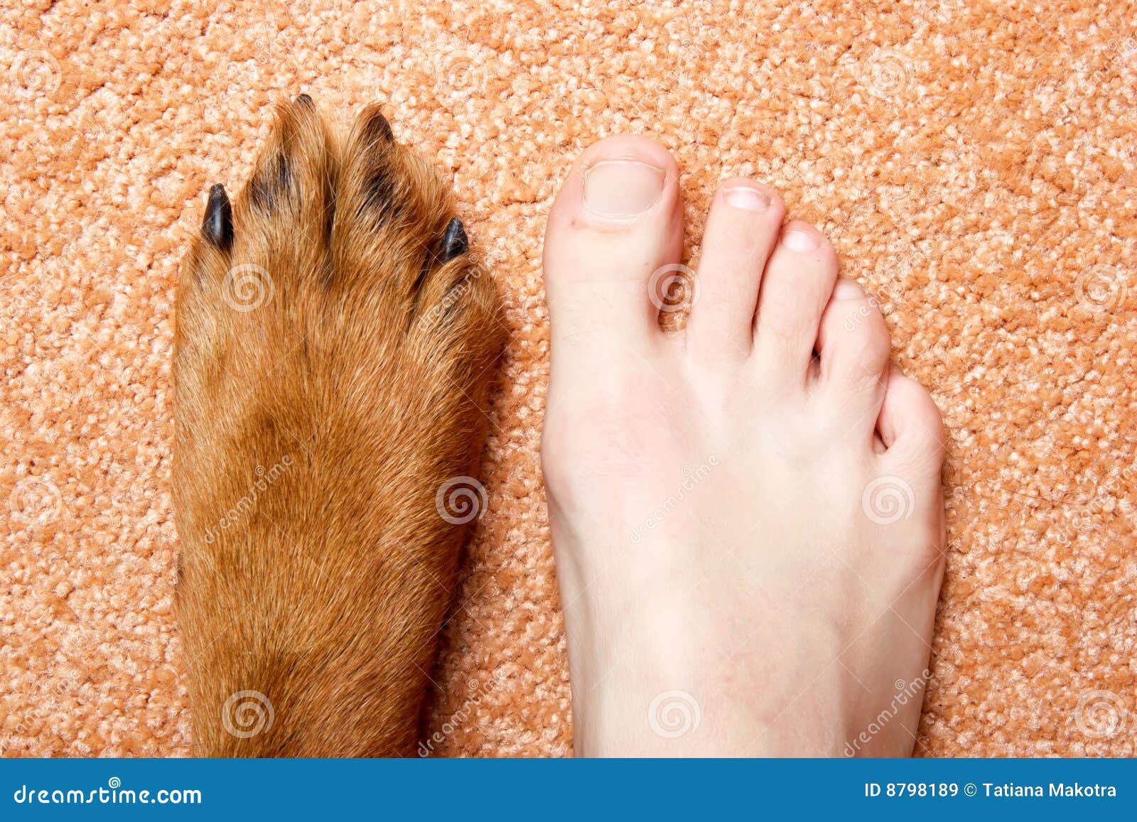 Human foot and paw. stock image. Image of people, foot - 8798189