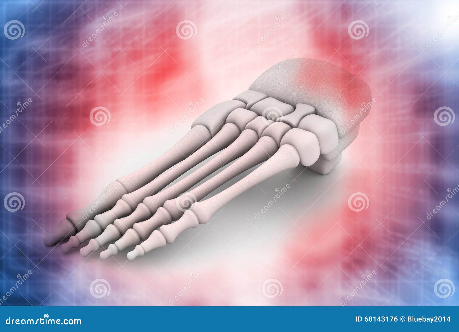 Human foot skeleton stock illustration. Illustration of rendering ...