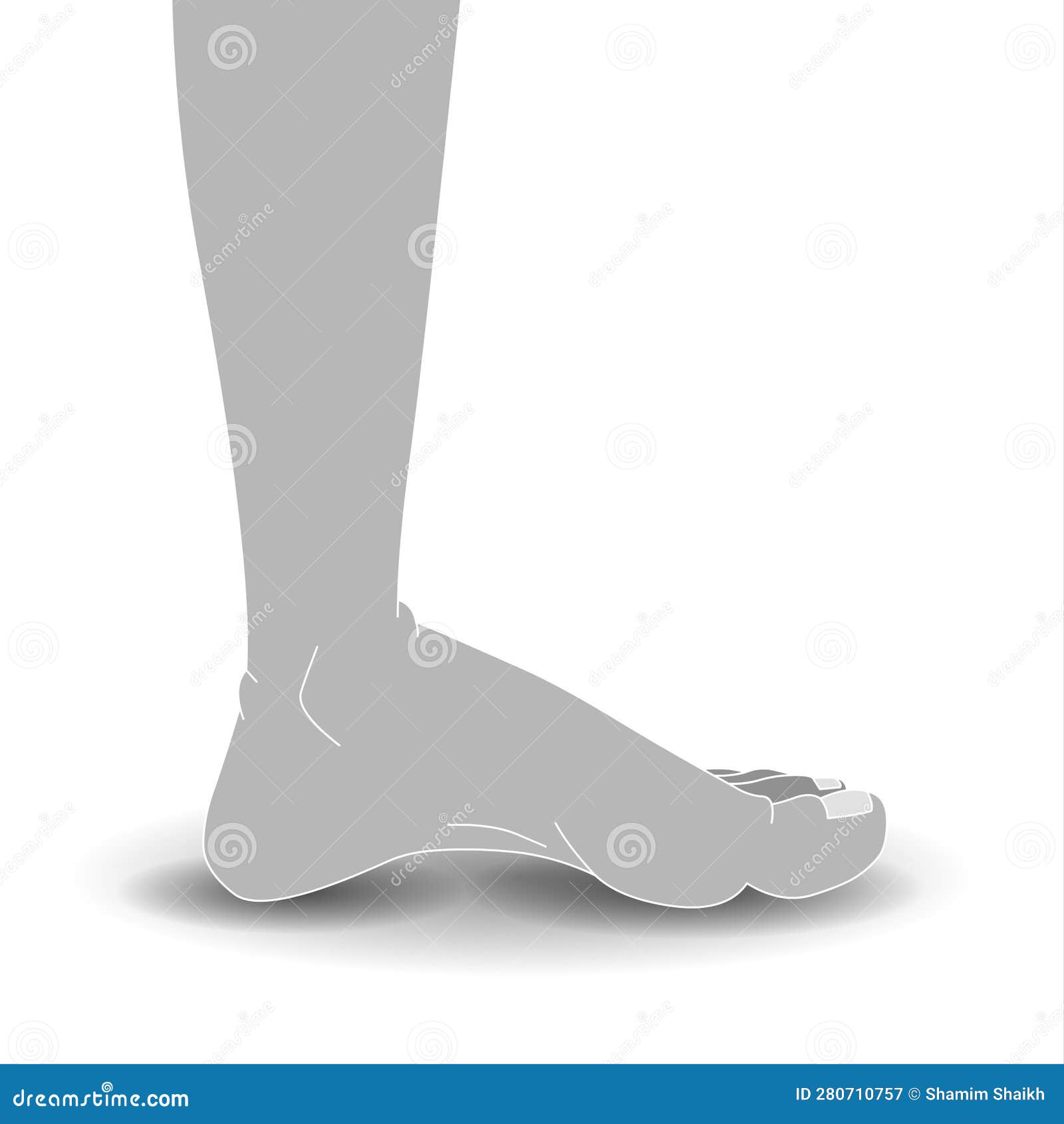 Human Foot on a White Background with Shadow. Stock Illustration ...
