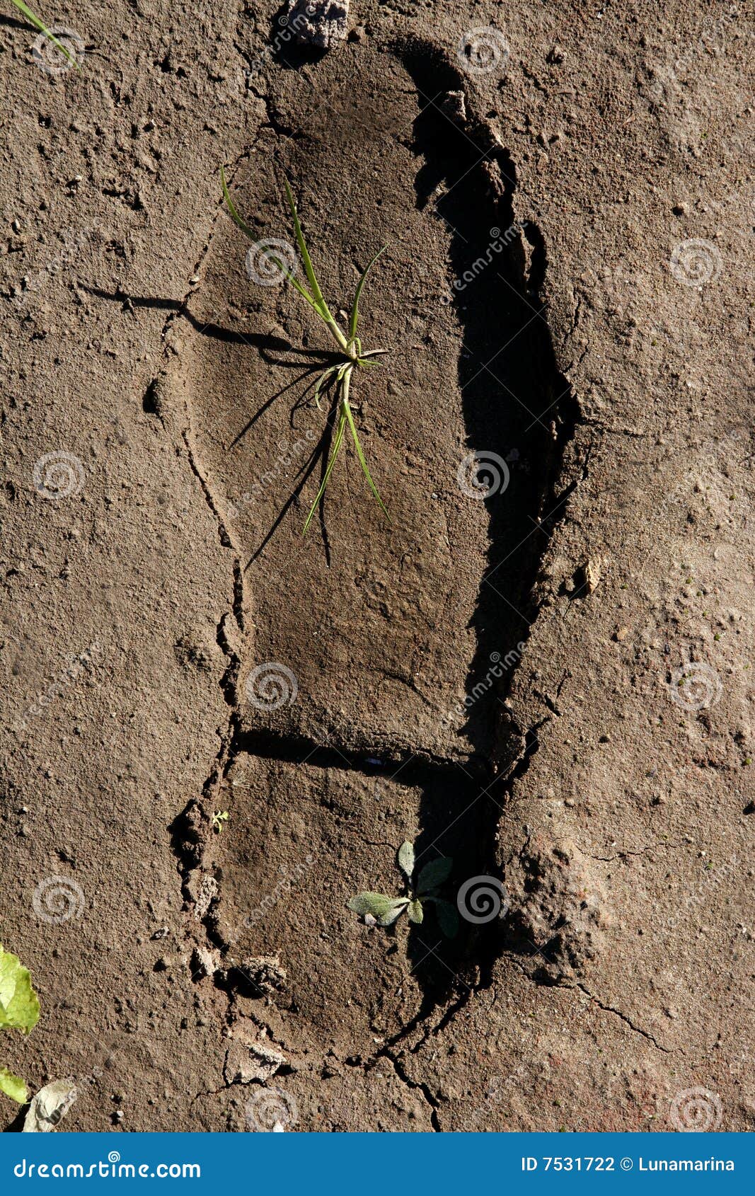 Human Footprint in a Clay Floor, Plant Growing Stock Photo - Image of ...
