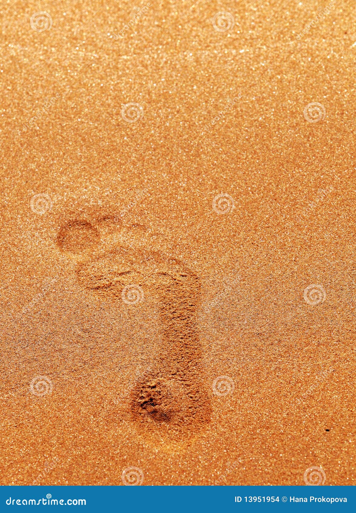 Human Footprint Beside Dog Footprint On The Tropical Beach Stock Photo ...