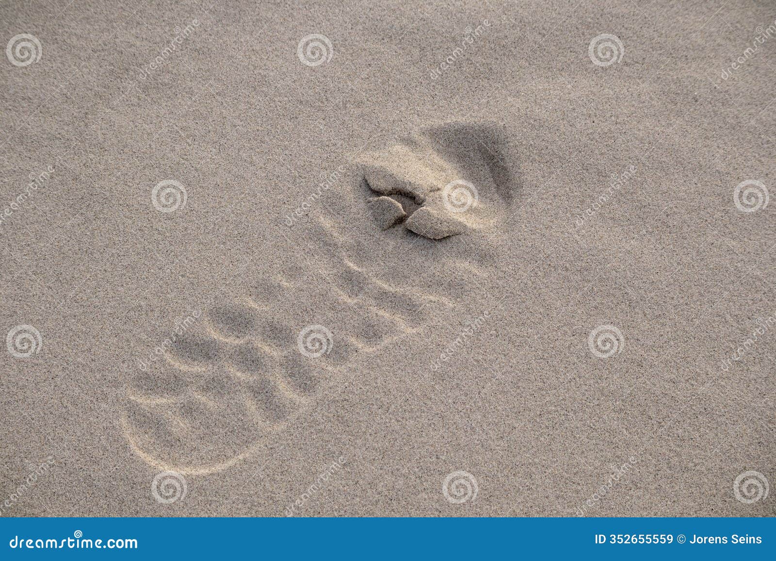 Human Footprint With An Animal Footprint Sand Texture Background Stock ...