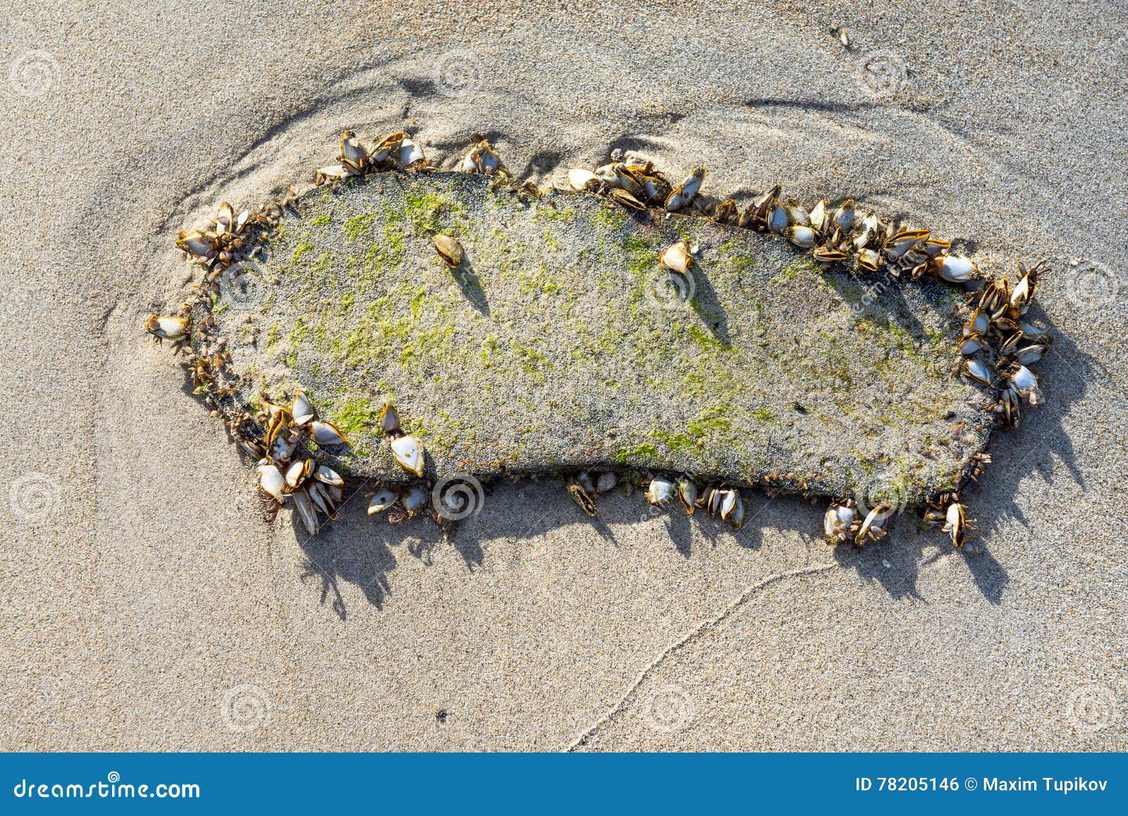 Human Footprint in the Tropical Shells at Chaweng Beach Stock Photo ...