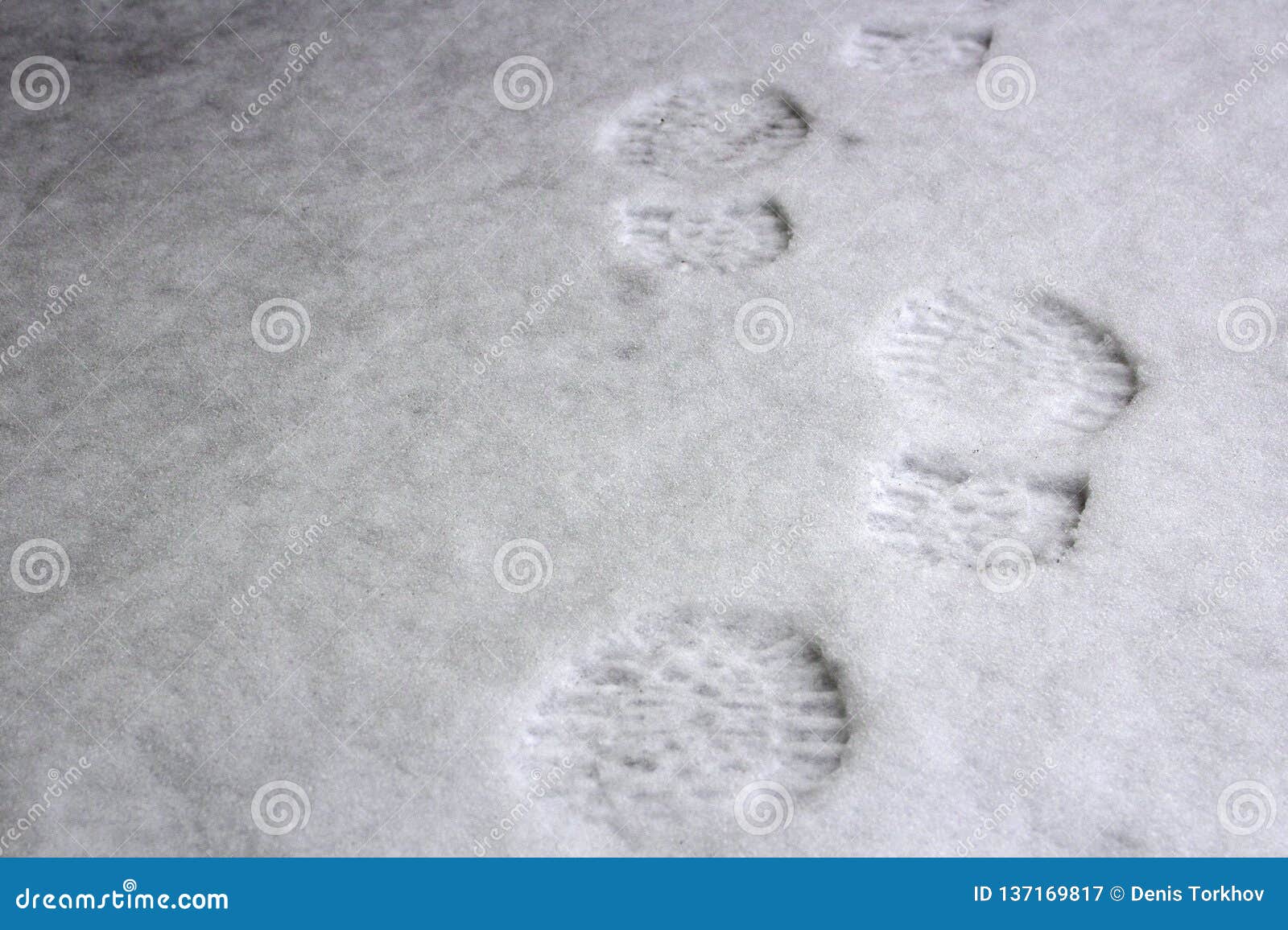 Human Footprints on the First Snow. Blurred Front and Back Background ...