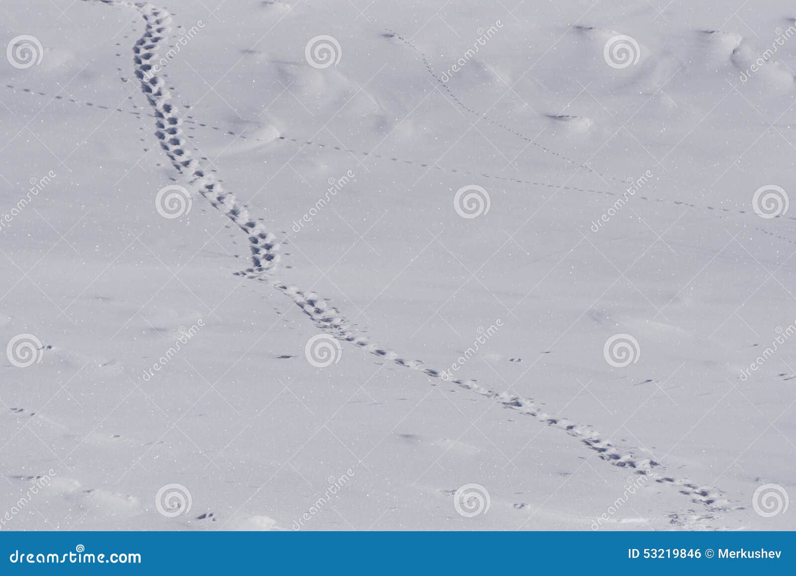 Human footprints in snow stock photo. Image of alpinism - 53219846
