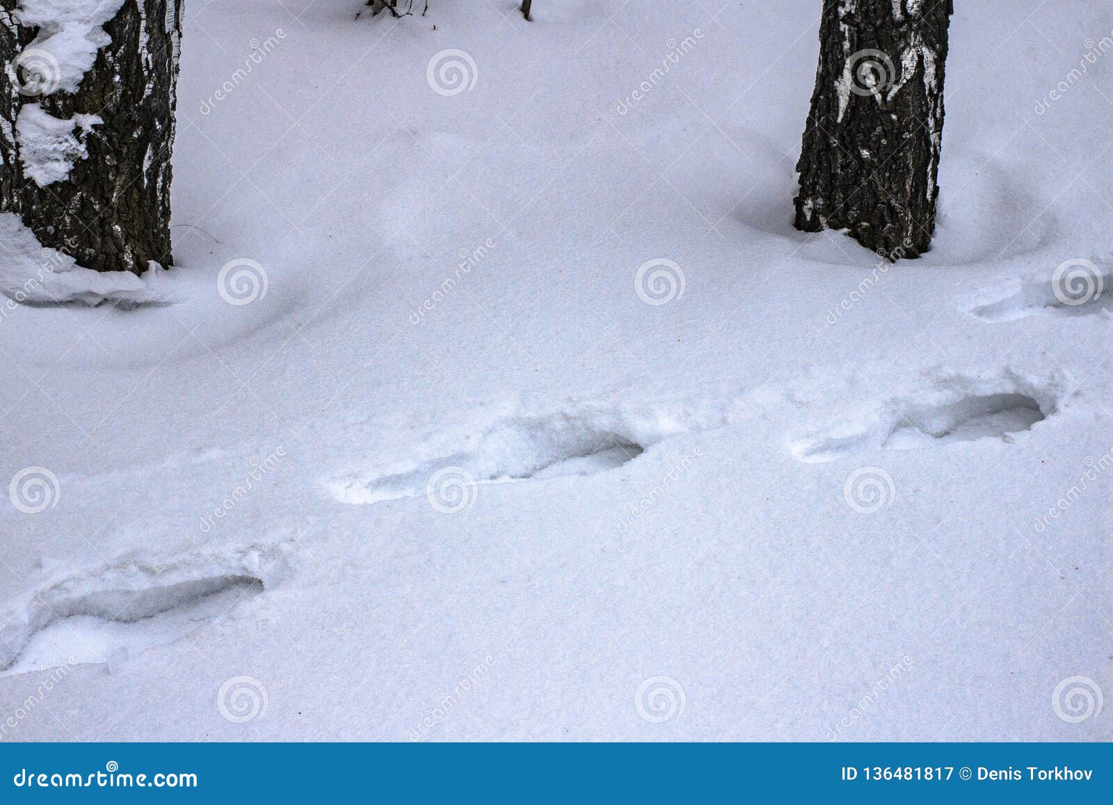 Human Footprints in the Winter Birch Forest in the Snow Stock Image ...