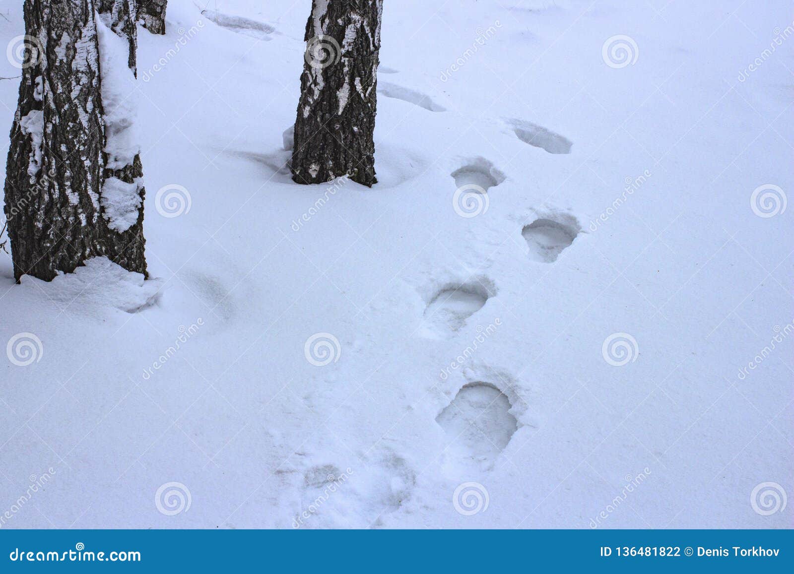 Human Footprints in the Winter Birch Forest in the Snow Stock Photo ...