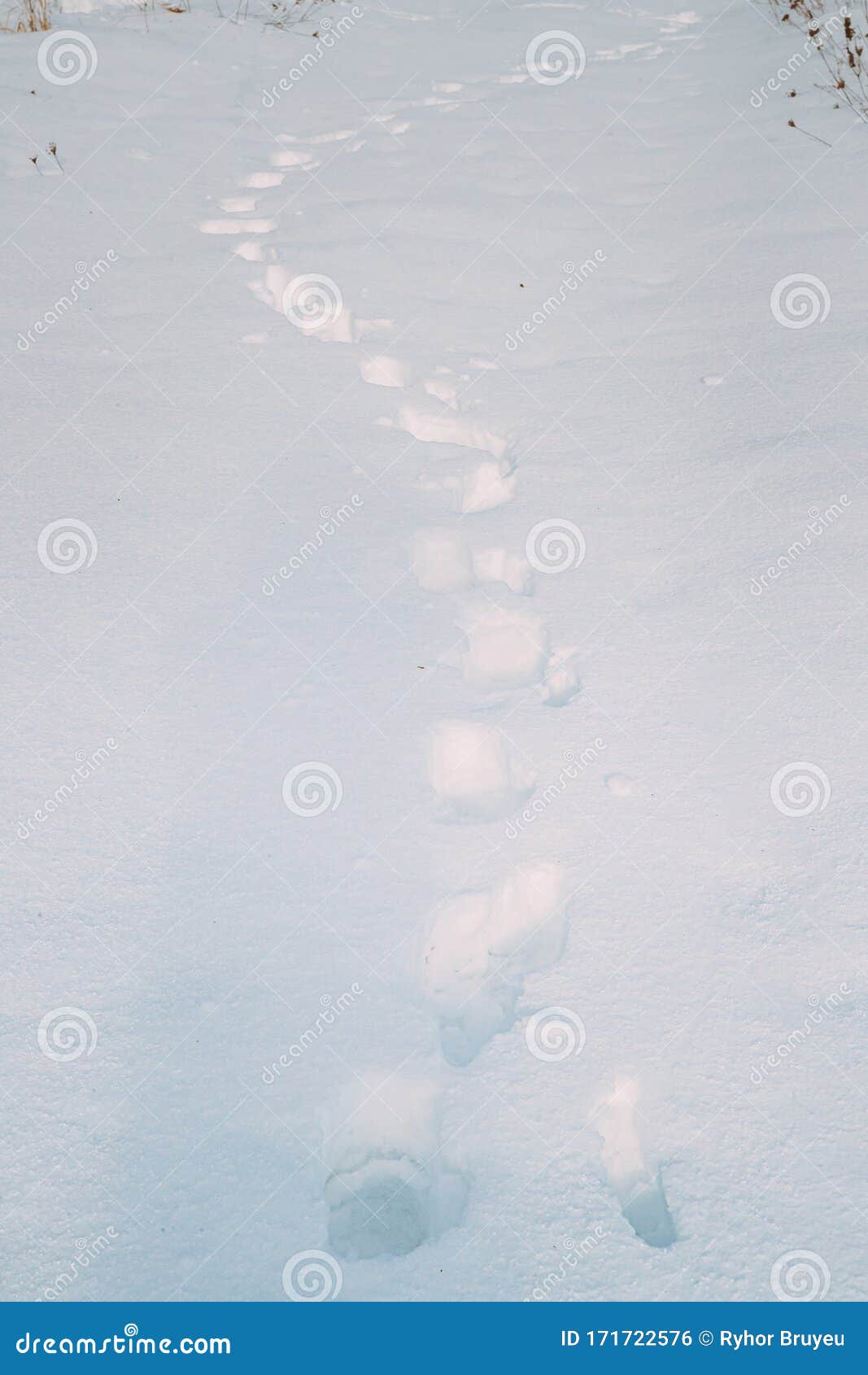 Human Footsteps Footprints in Deep Snow in Sunny Winter Day Stock Photo ...