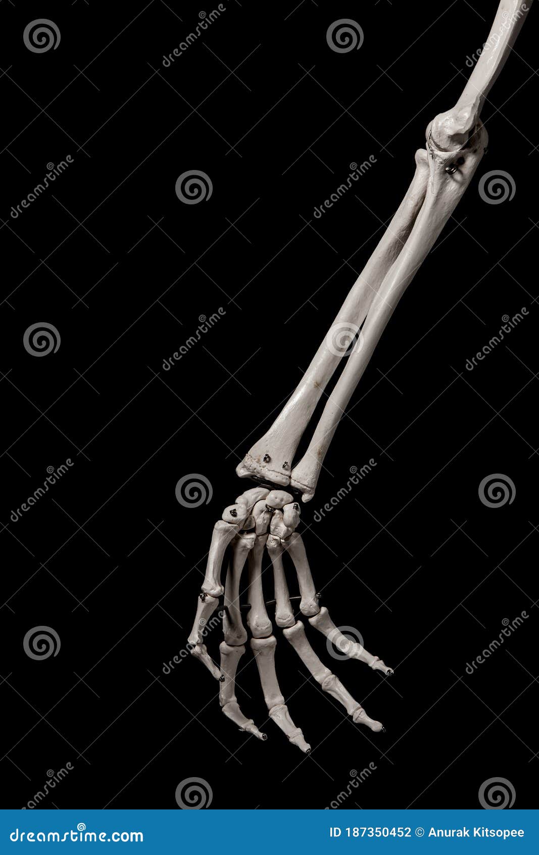 Human Forearm Skeleton Anatomy Bone 2 Stock Photo - Image of science ...