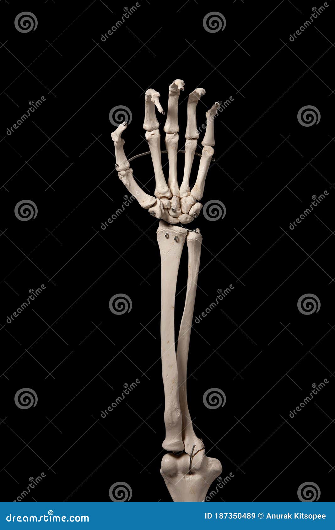 Human Forearm Skeleton Anatomy Bone 8 Stock Image - Image of health ...