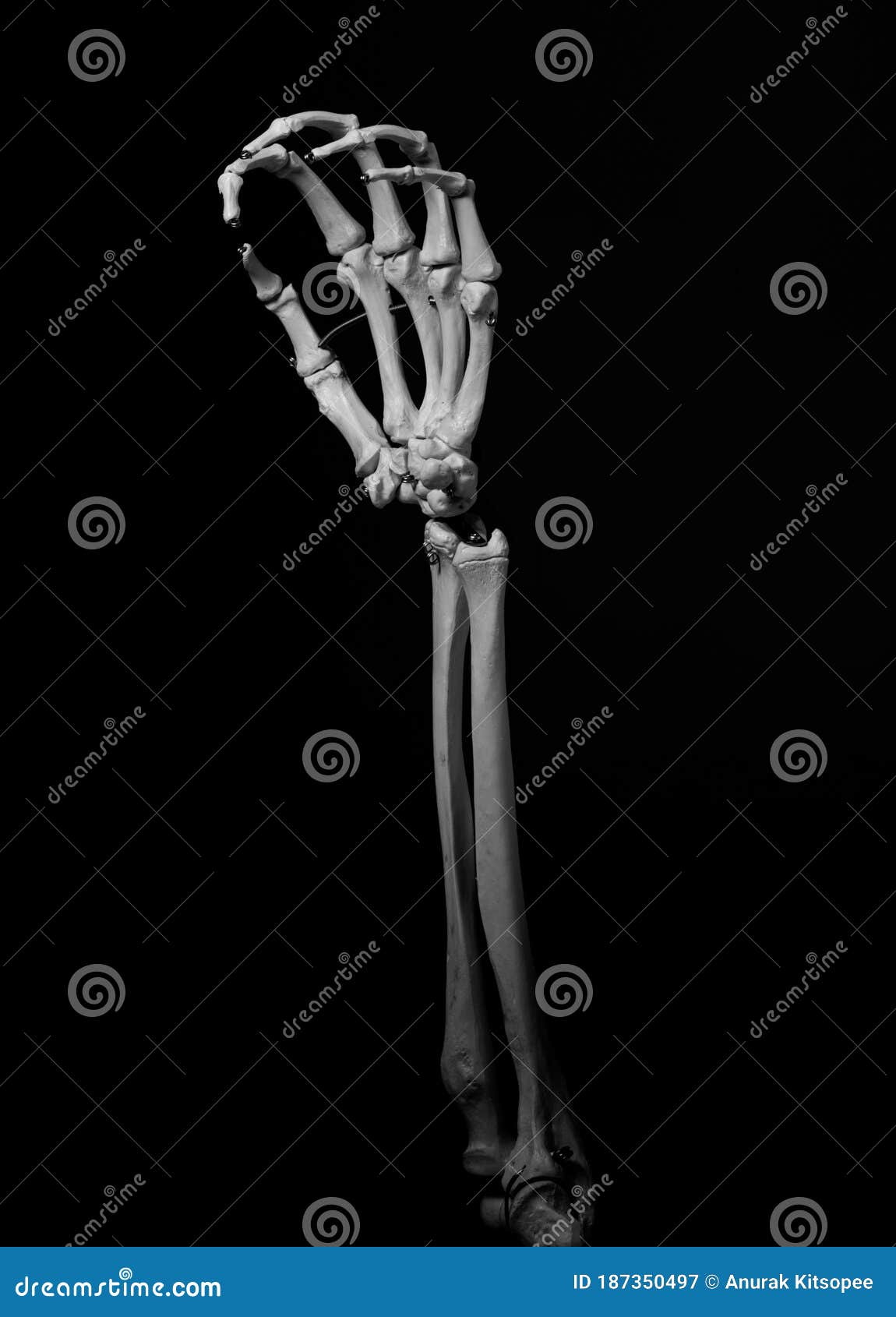 Human Forearm Skeleton Anatomy Bone 11 Stock Image - Image of hands ...