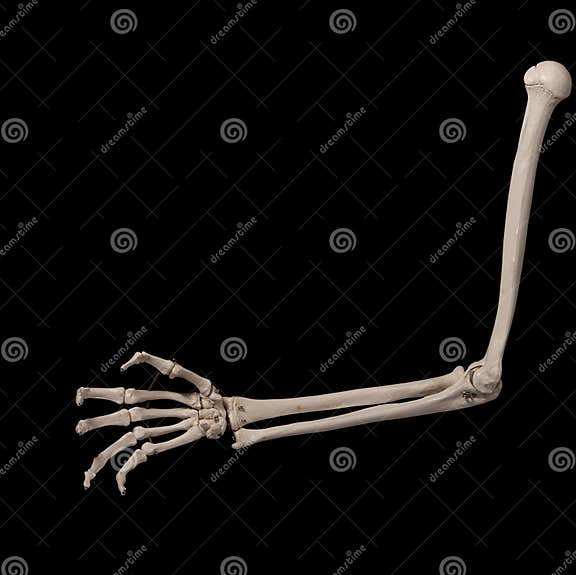 Human Forearm Skeleton Anatomy Bone 10 Stock Photo - Image of knot ...