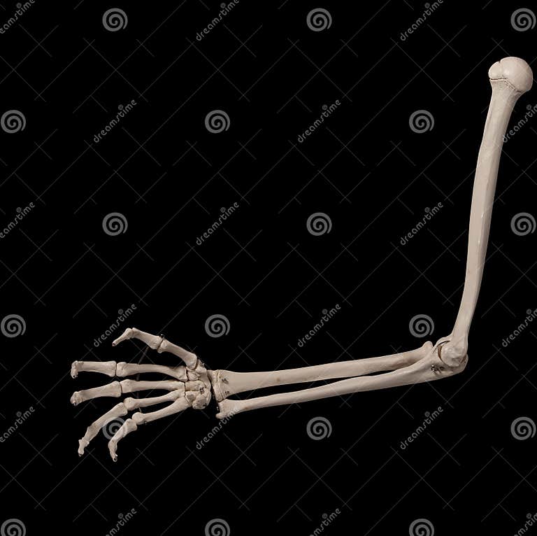 Human Forearm Skeleton Anatomy Bone 10 Stock Photo - Image of knot ...