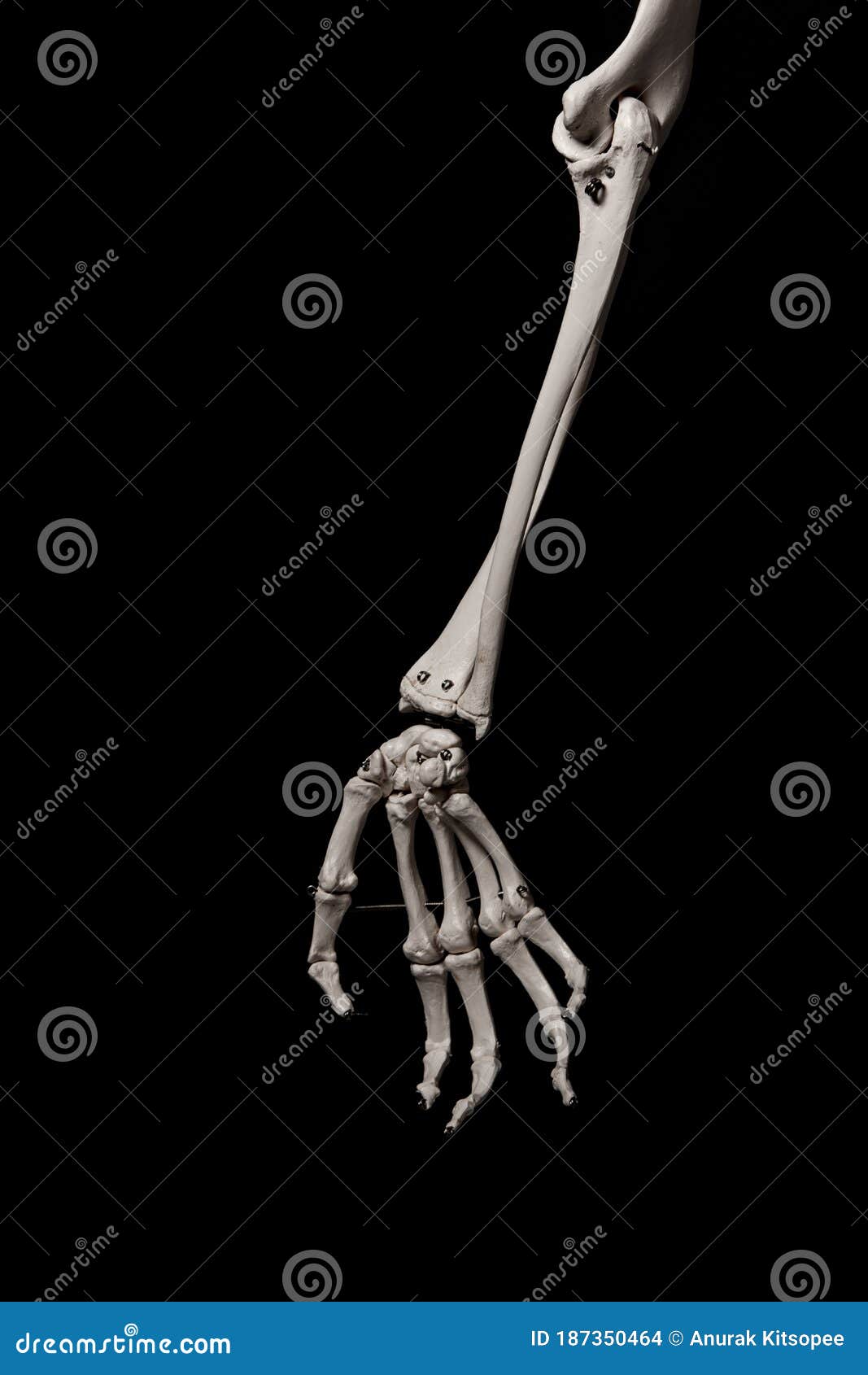 Human Forearm Skeleton Anatomy Bone 4 Stock Photo - Image of ulna, body ...