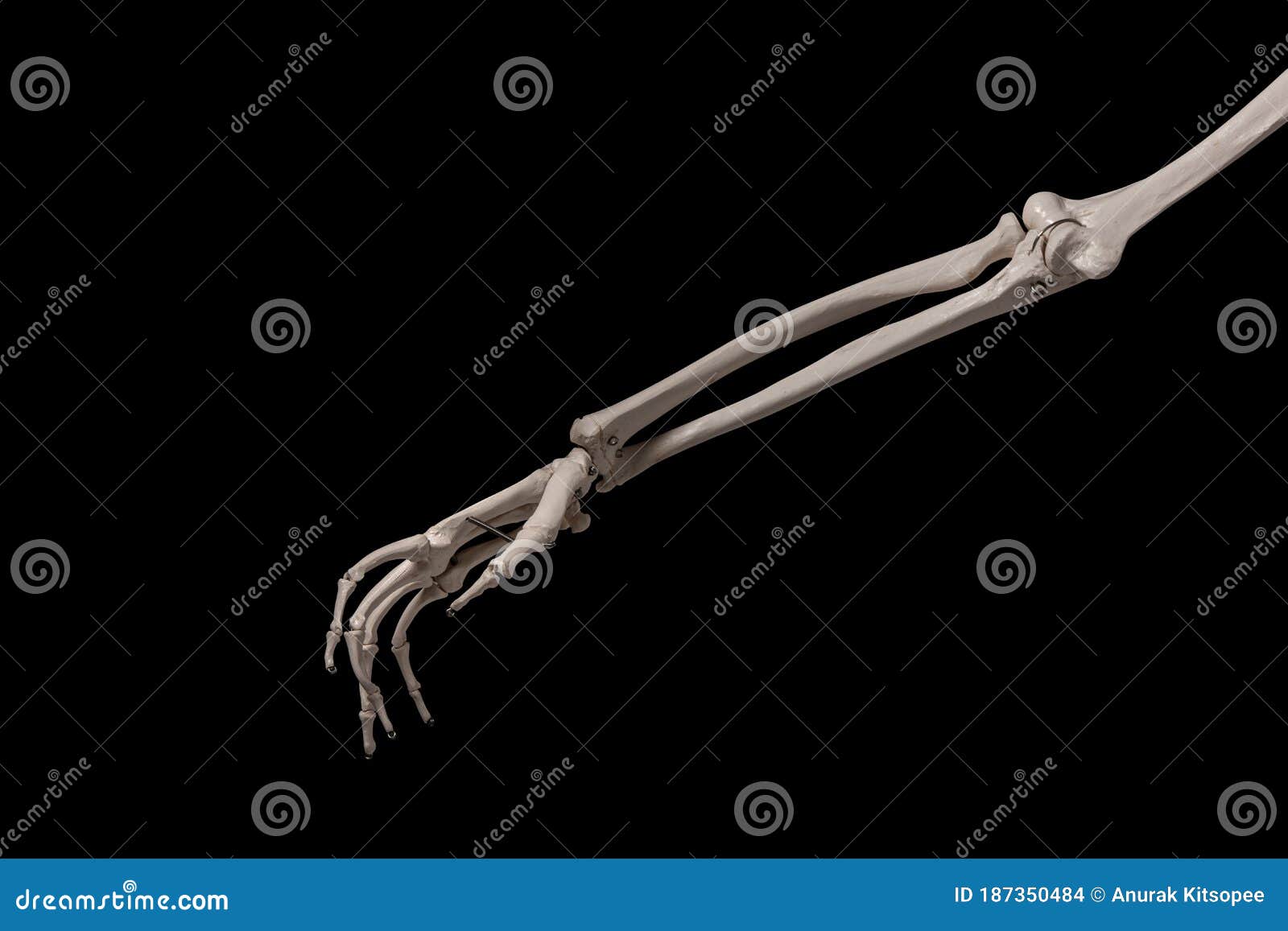 Human Forearm Skeleton Anatomy Bone 7 Stock Photo - Image of model ...