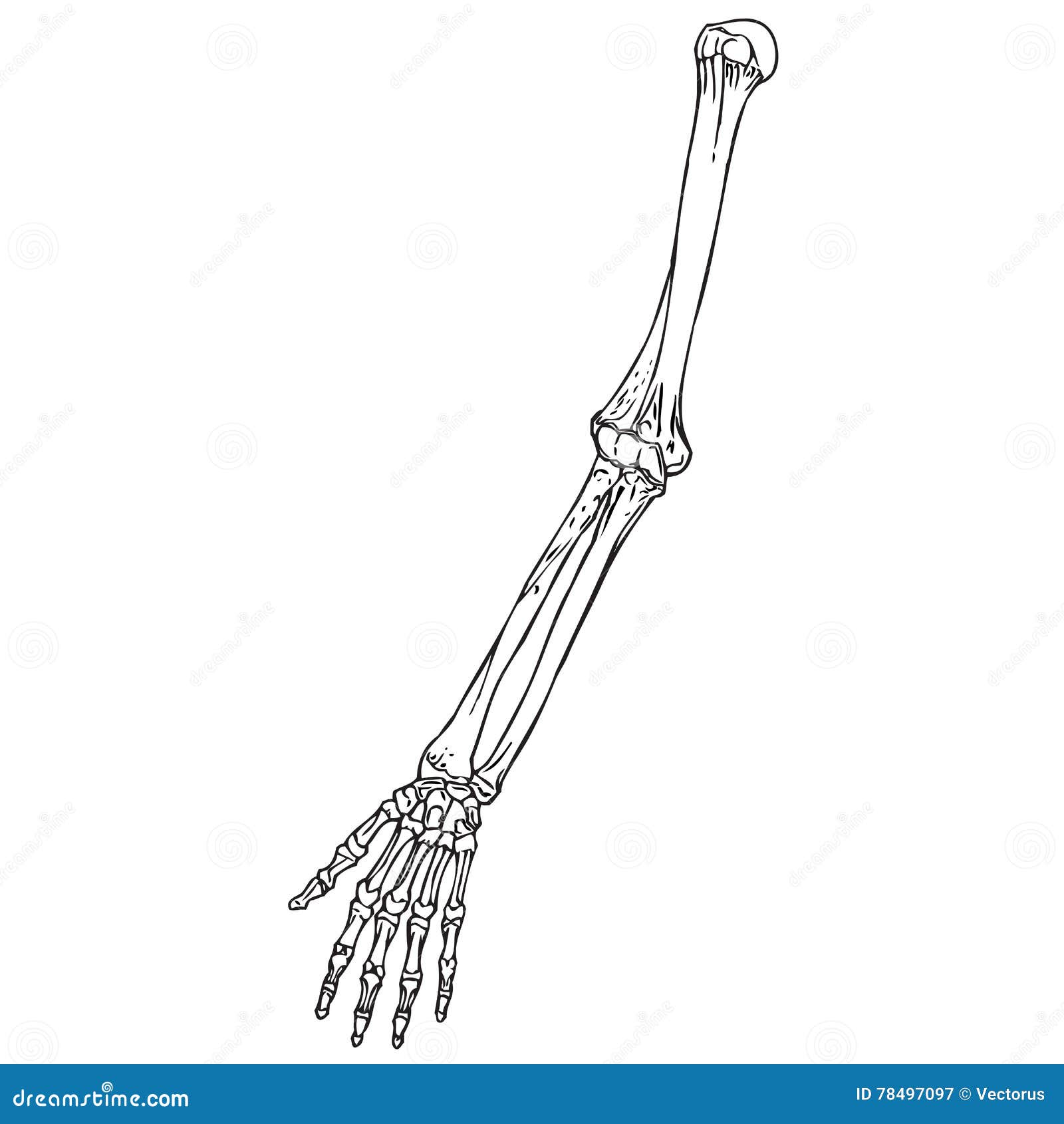 Human Forearm Skeleton stock vector. Illustration of drawing - 78497097