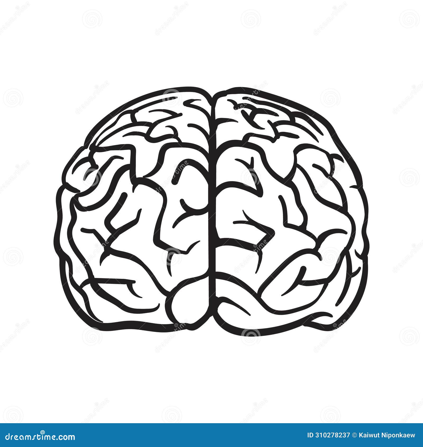 Human front brain stock vector. Illustration of sketch - 310278237