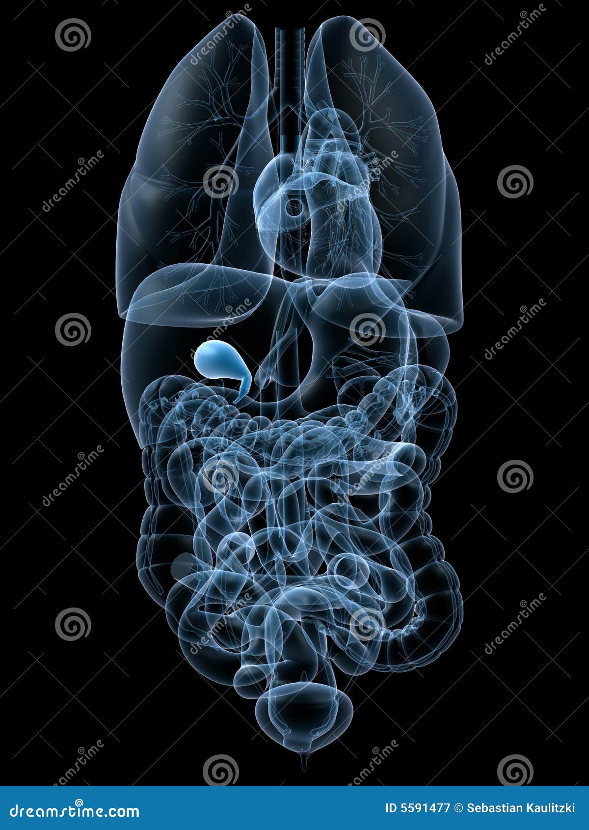 Human gall bladder stock illustration. Illustration of cramp - 5591477