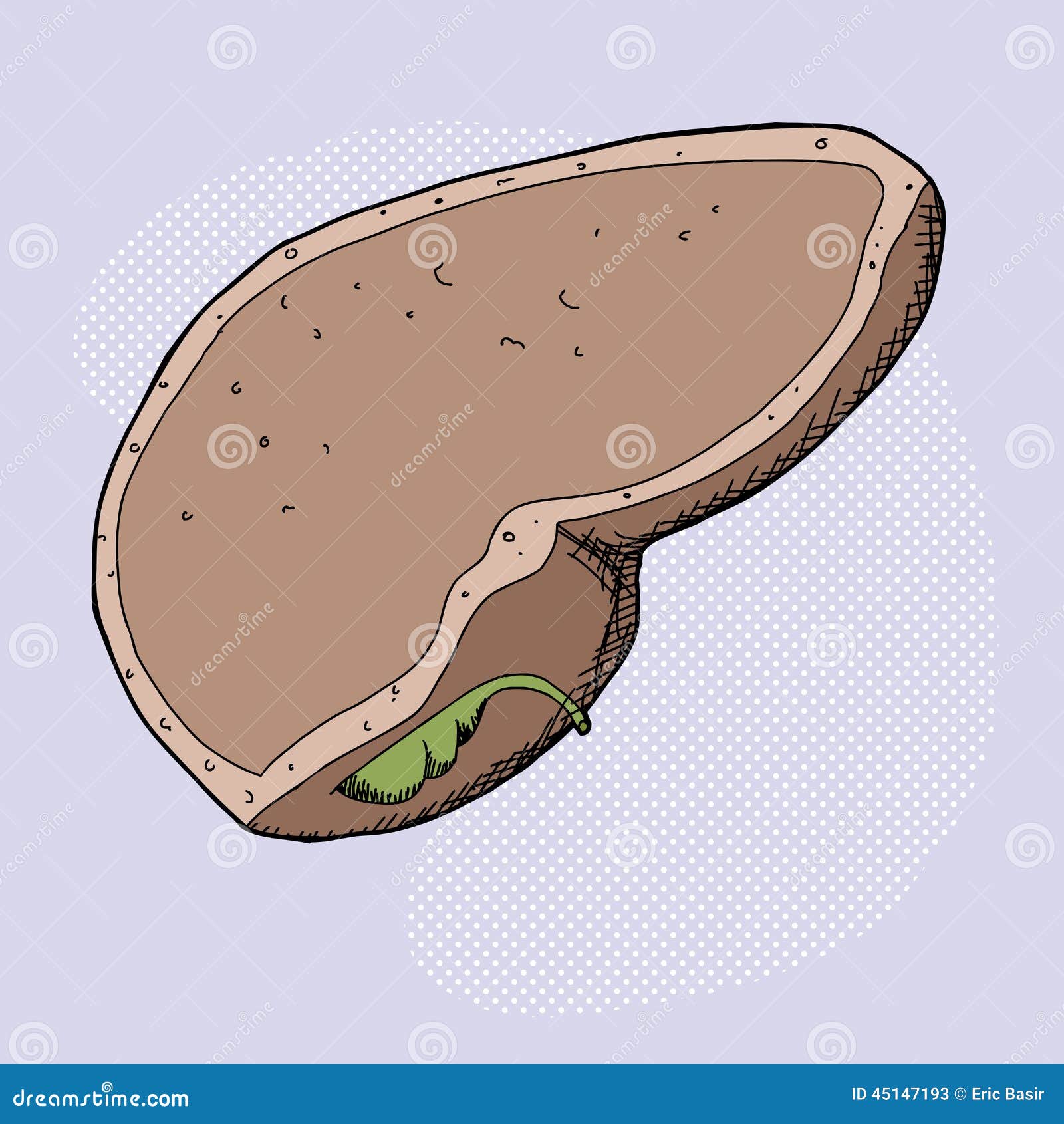 Human Gall Bladder stock vector. Illustration of anatomy - 45147193