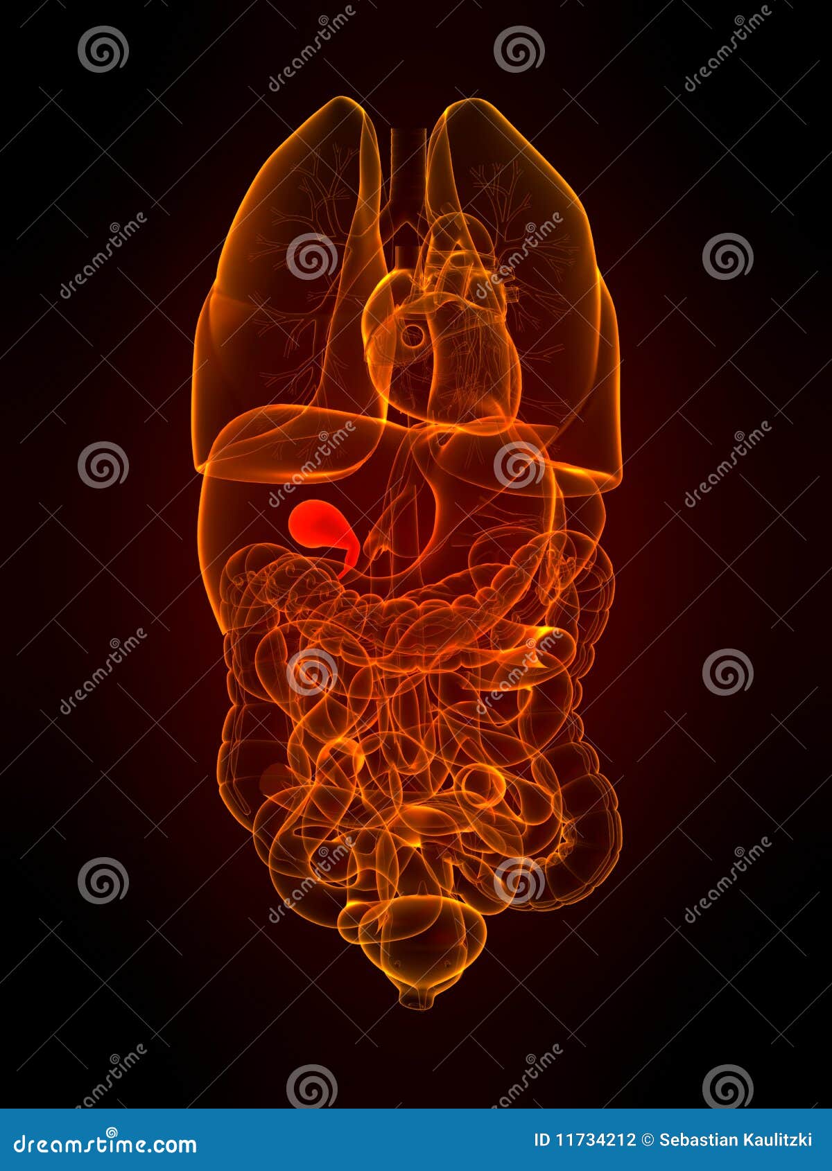 Human gallbladder stock illustration. Illustration of biology - 11734212