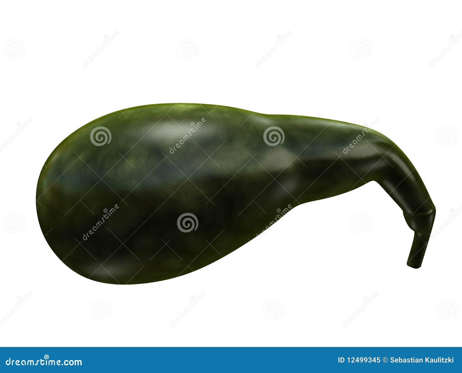 Human gallbladder stock illustration. Illustration of gallbladder ...