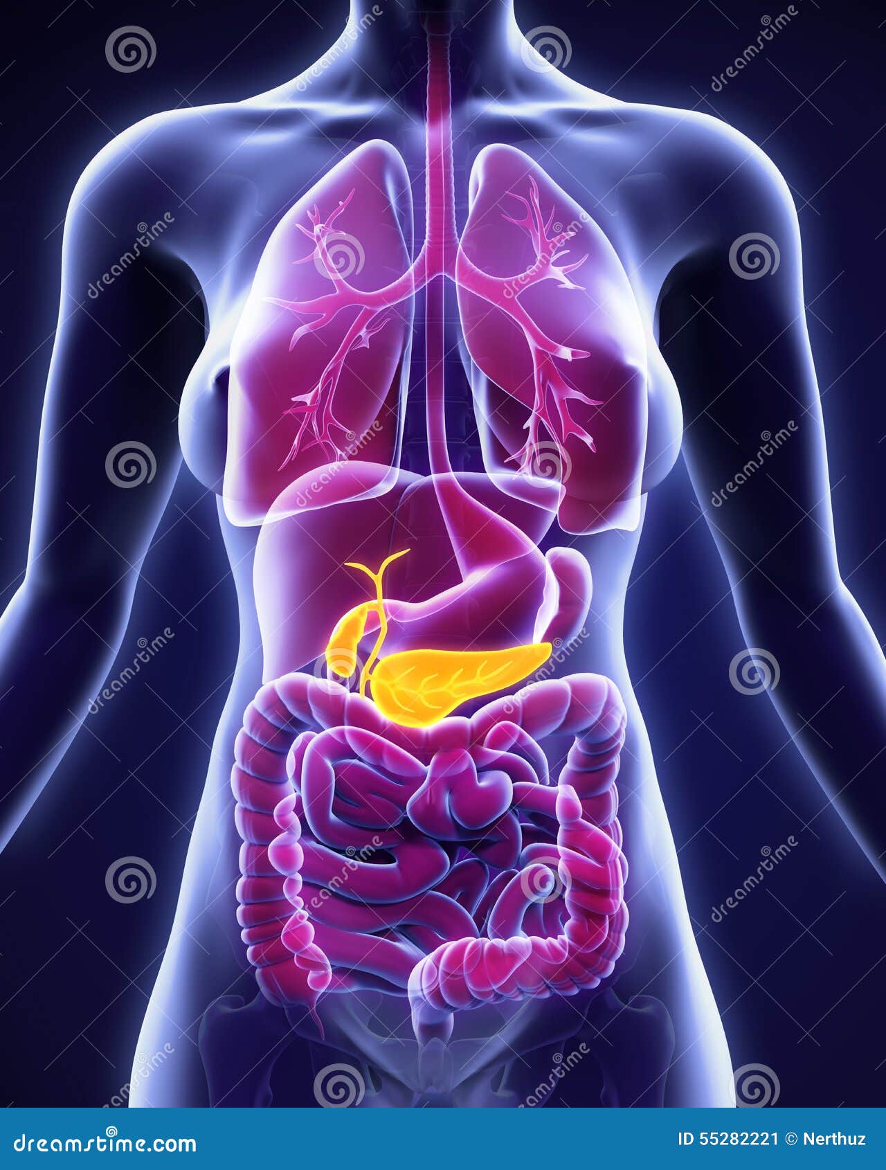 Human Gallbladder and Pancreas Anatomy Stock Illustration ...