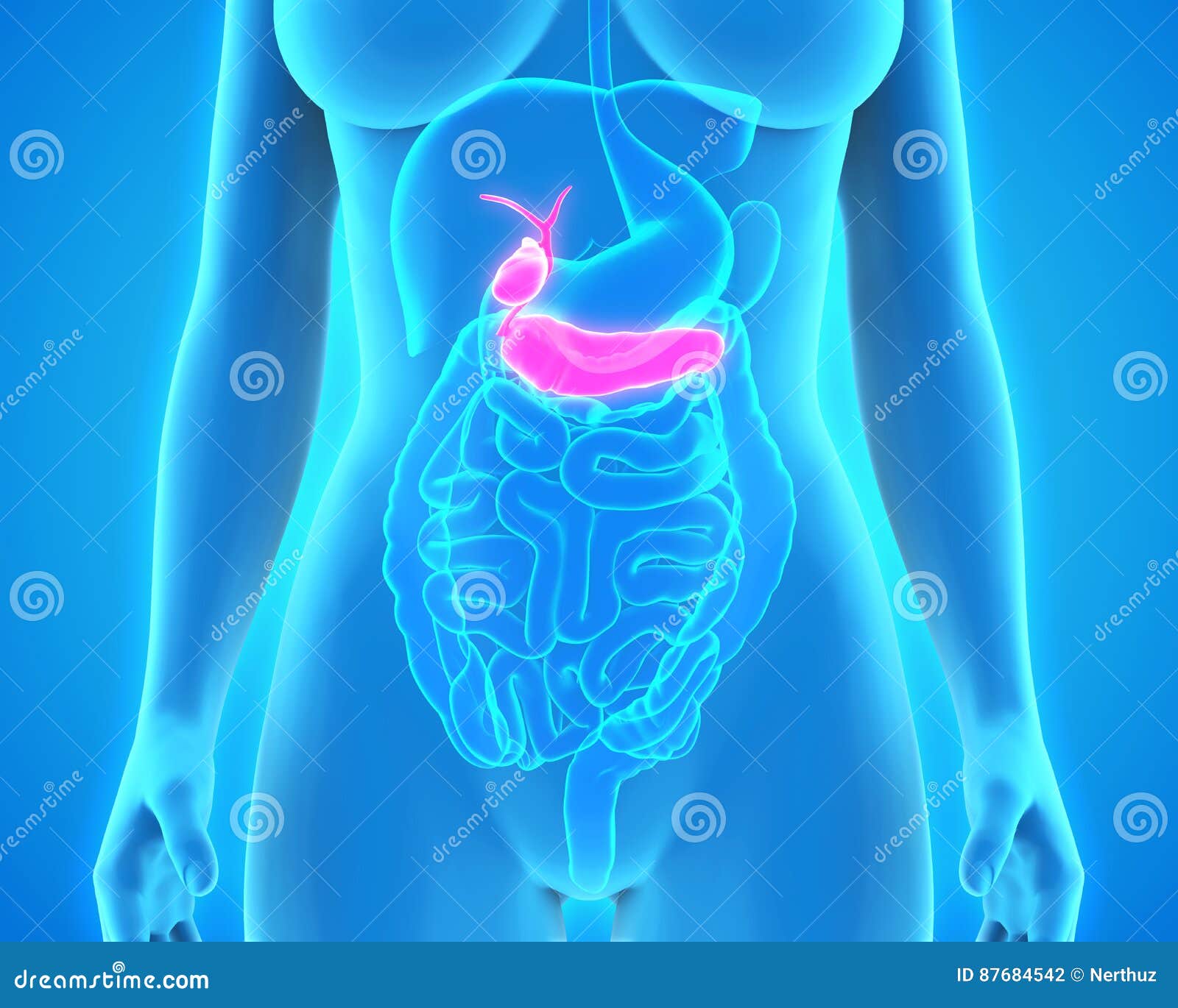 Human Gallbladder And Pancreas Anatomy Royalty-Free Stock Photography ...