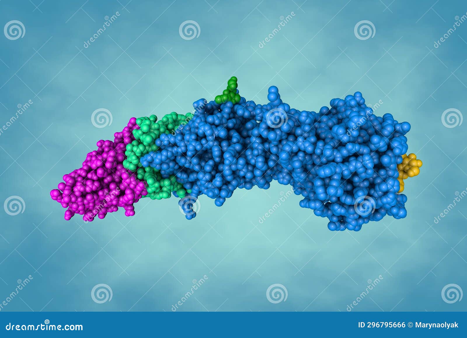 Human Gamma-thrombin. Molecular Model. Rendering Based On Protein Data ...