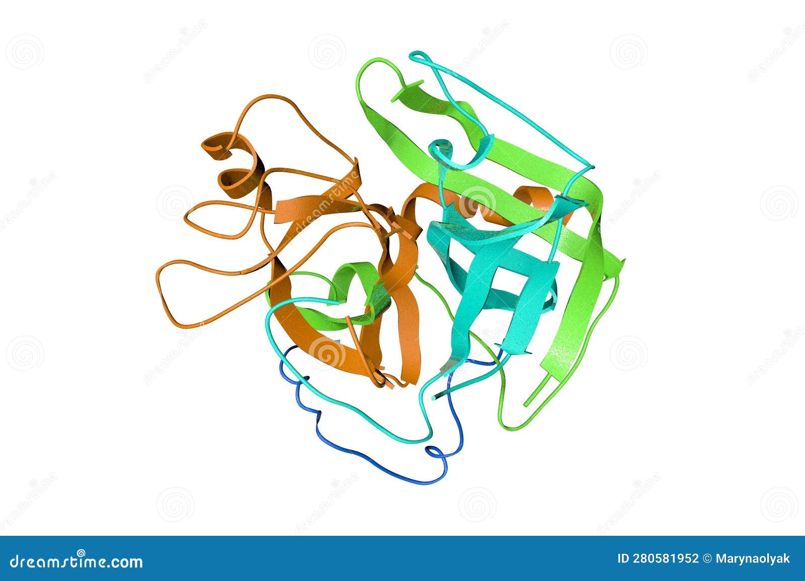 Human Gamma-thrombin. Ribbons Diagram with Differently Colored Protein ...