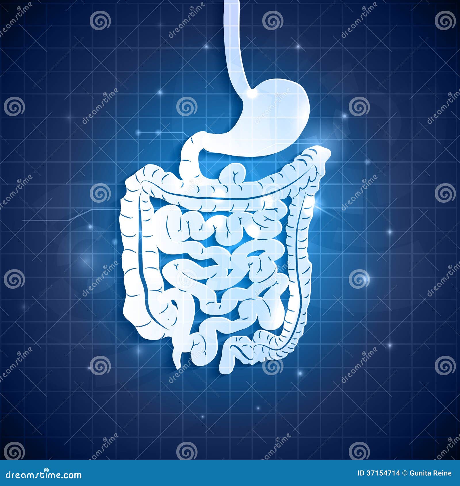 Human Gastrointestinal Tract Abstract Background Stock Vector ...