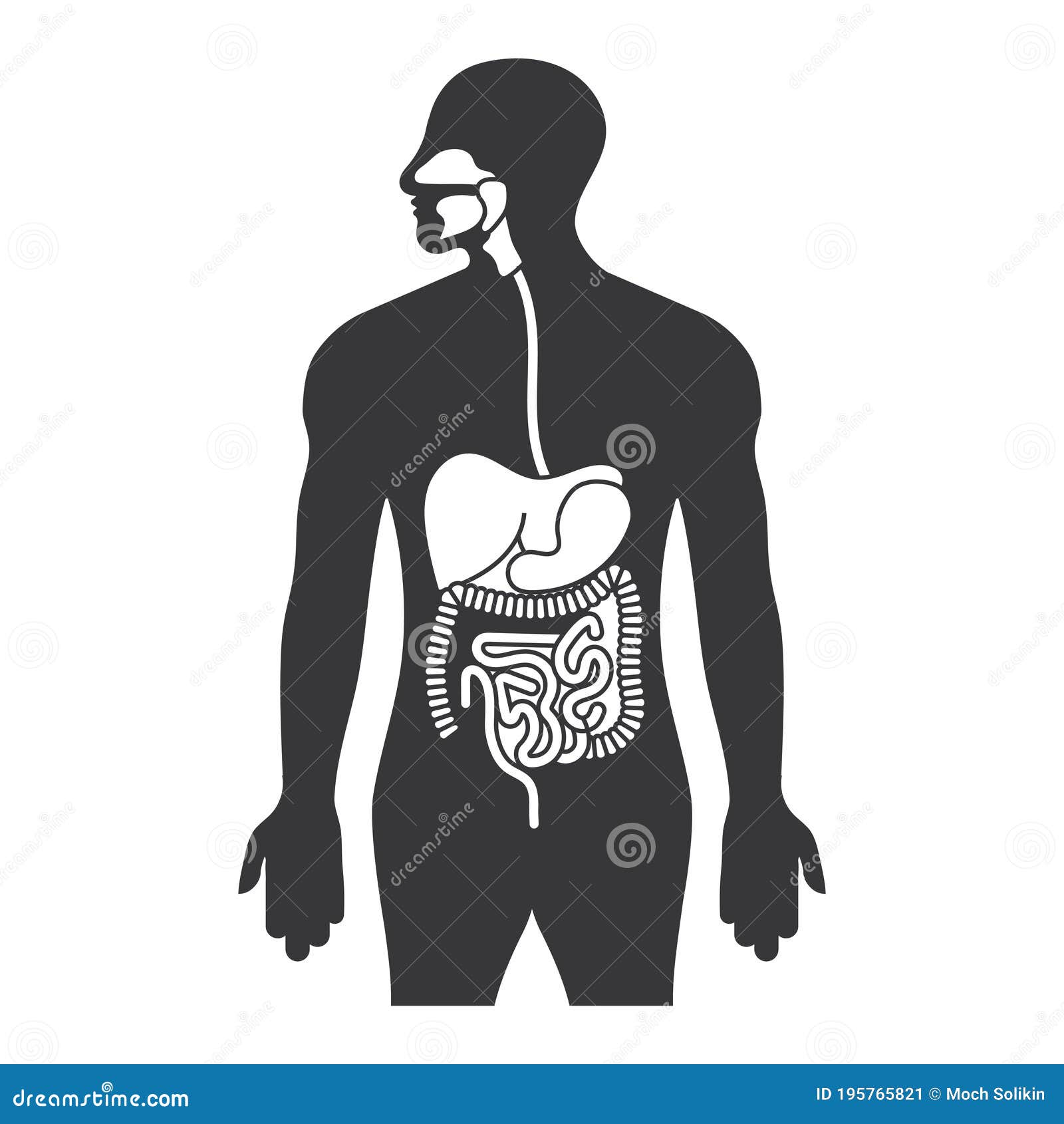 Human Gastrointestinal Tract or Digestive System Flat Icon for Apps and ...