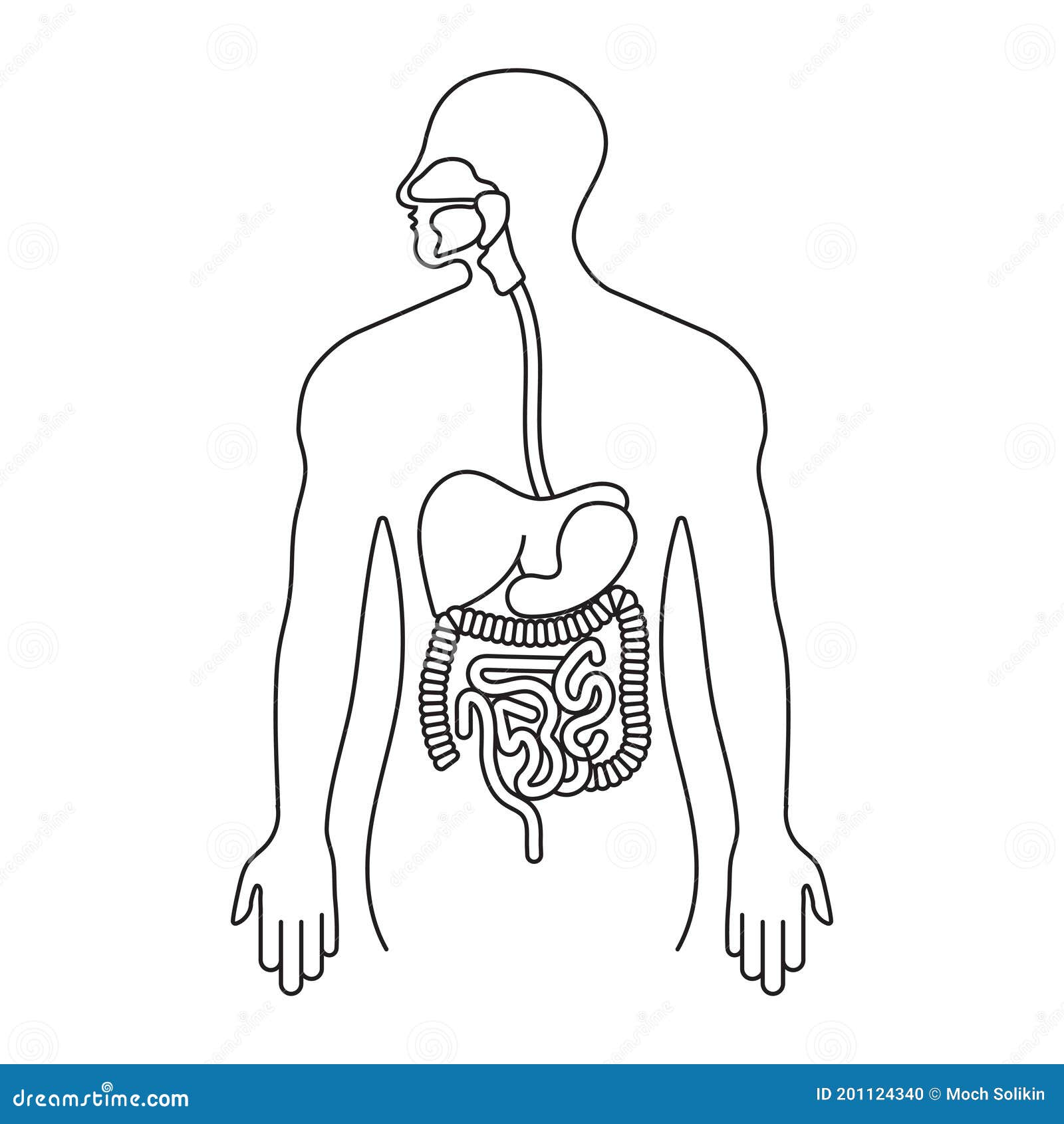 Human Gastrointestinal Tract or Digestive System Line Art Icon for Apps ...