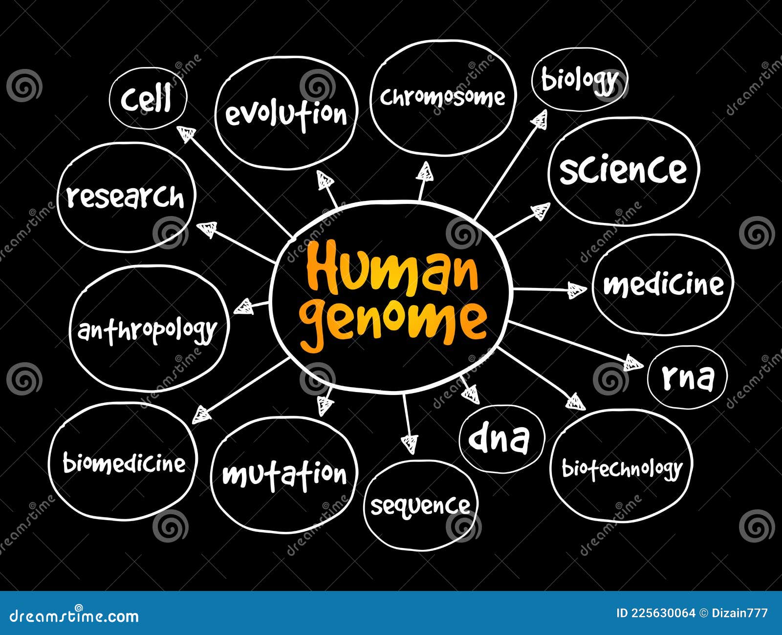 Human Genome Mind Map, Medical Concept for Presentations and Reports ...