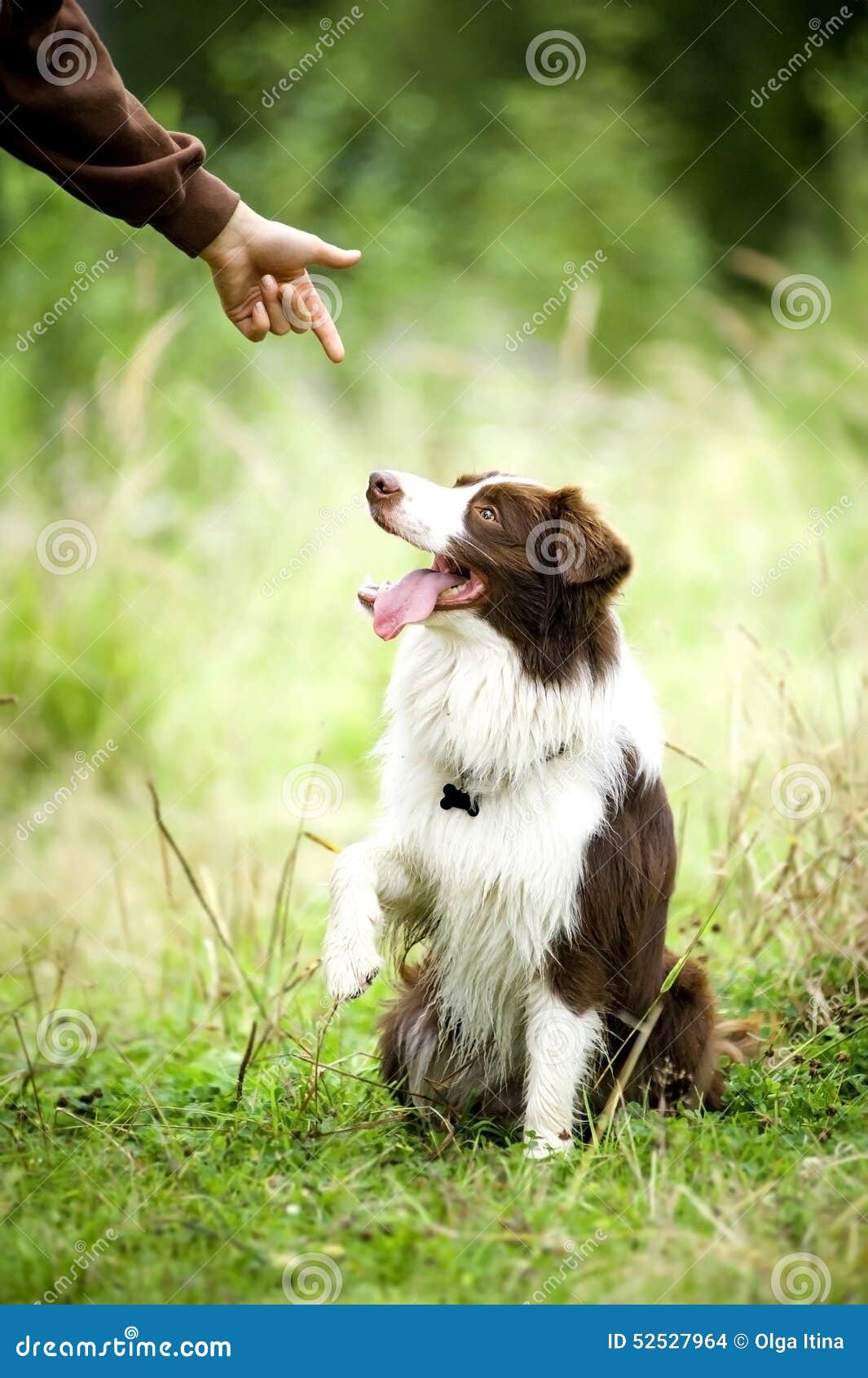 Human give command to dog stock photo. Image of carefully - 52527964