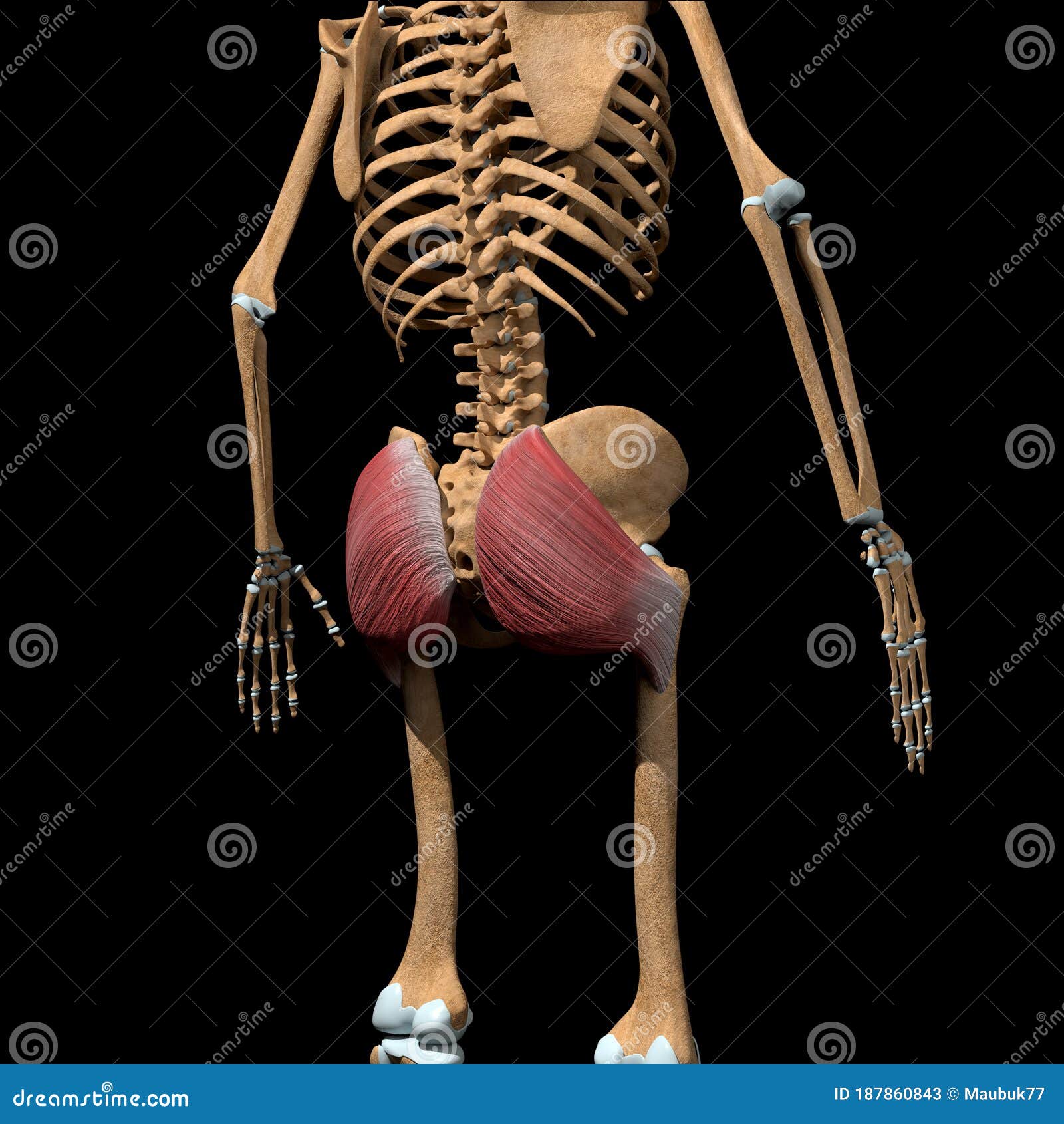 Human Gluteus Maximus Muscles on Skeleton Stock Illustration ...