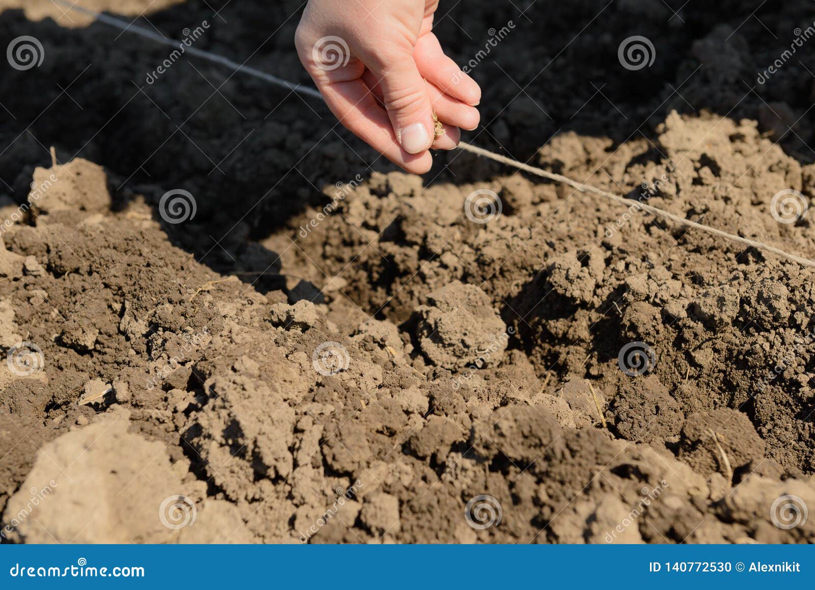 Human Grain Hand Sows the Soil Stock Photo - Image of bean, hand: 140772530