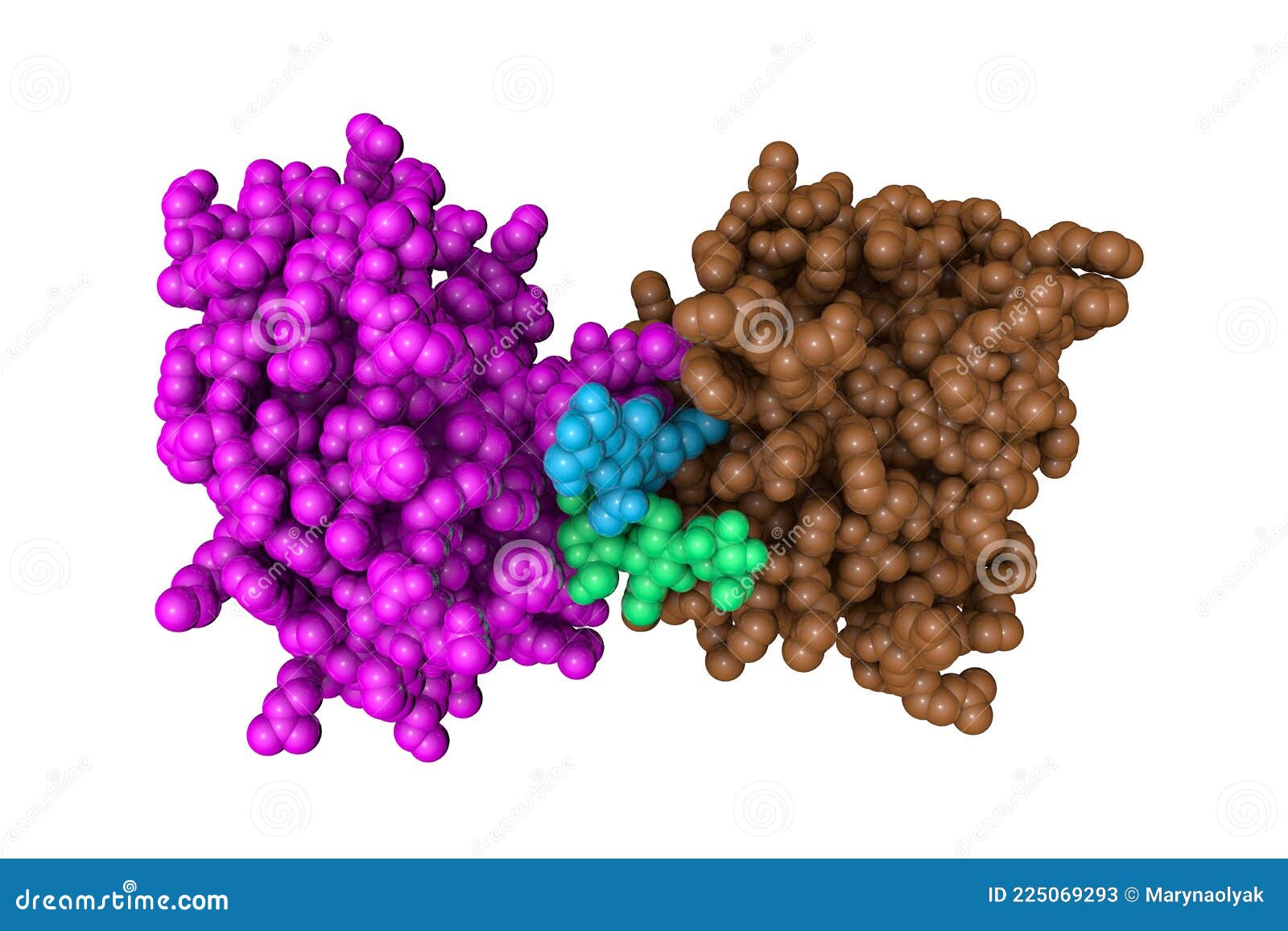 Human Granzyme B, a Protein Released by Pathogen-infected or ...