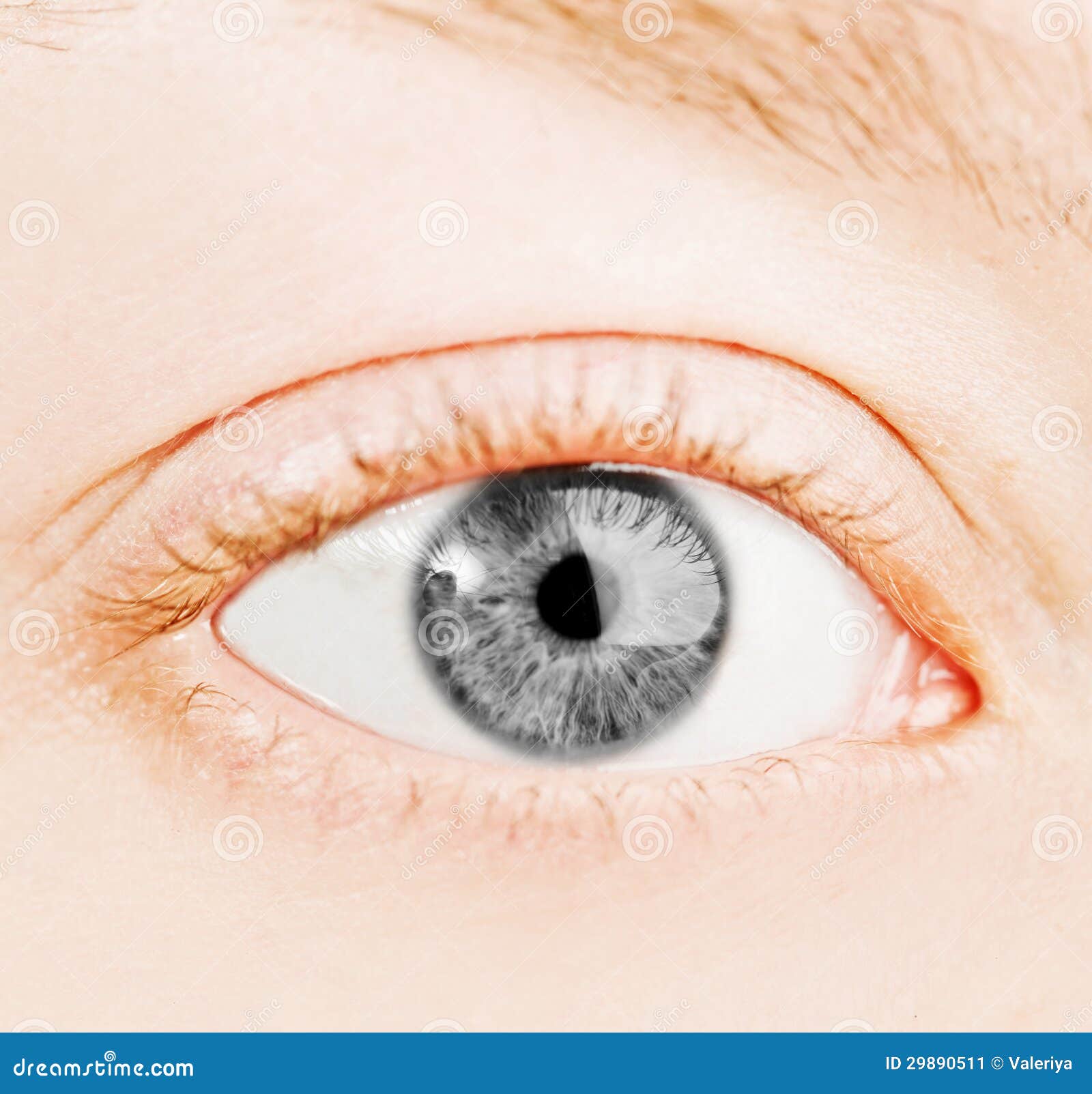 Human gray eye. stock image. Image of blue, beautiful - 29890511