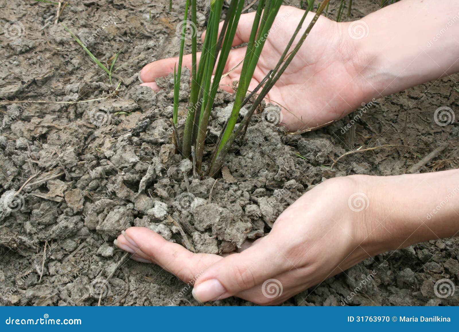 Human grow a plant stock photo. Image of growth, plant - 31763970