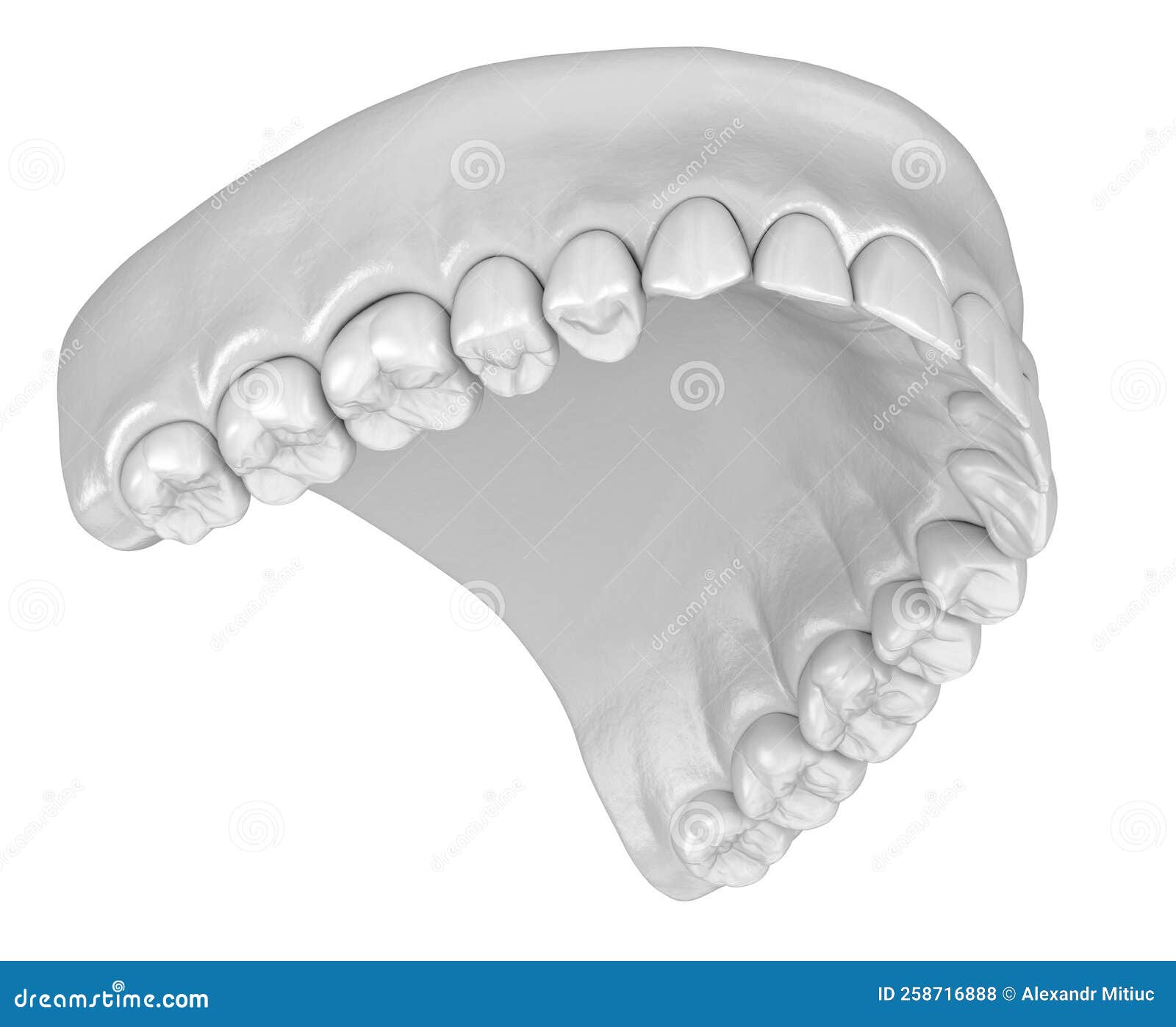 Human Gum and Teeth in White Style. Medically Accurate Tooth 3D ...
