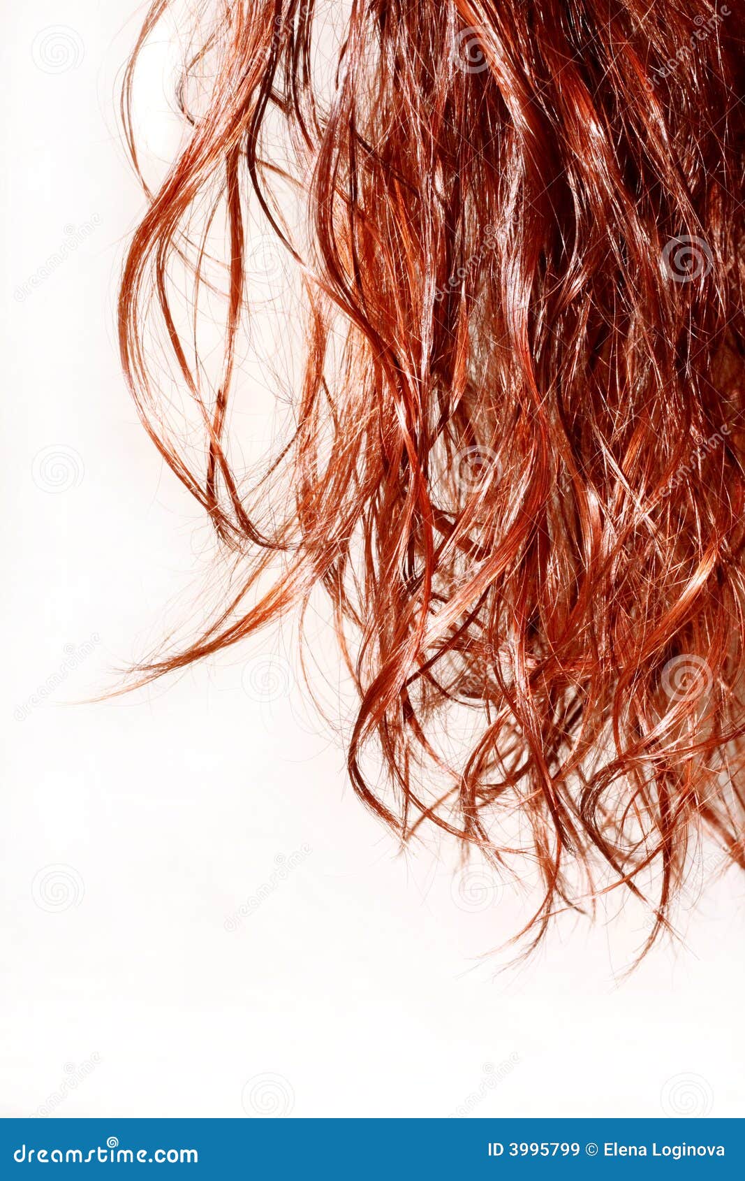 Human hair stock image. Image of hair, brunette, human - 3995799