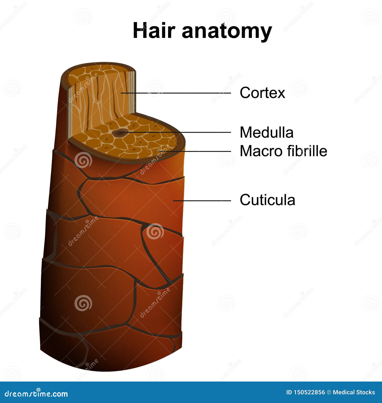 Human Hair Anatomy Medical Vector Illustration Isolated on White ... Human Hair Anatomy Medical Vector Illustration Isolated on White ...