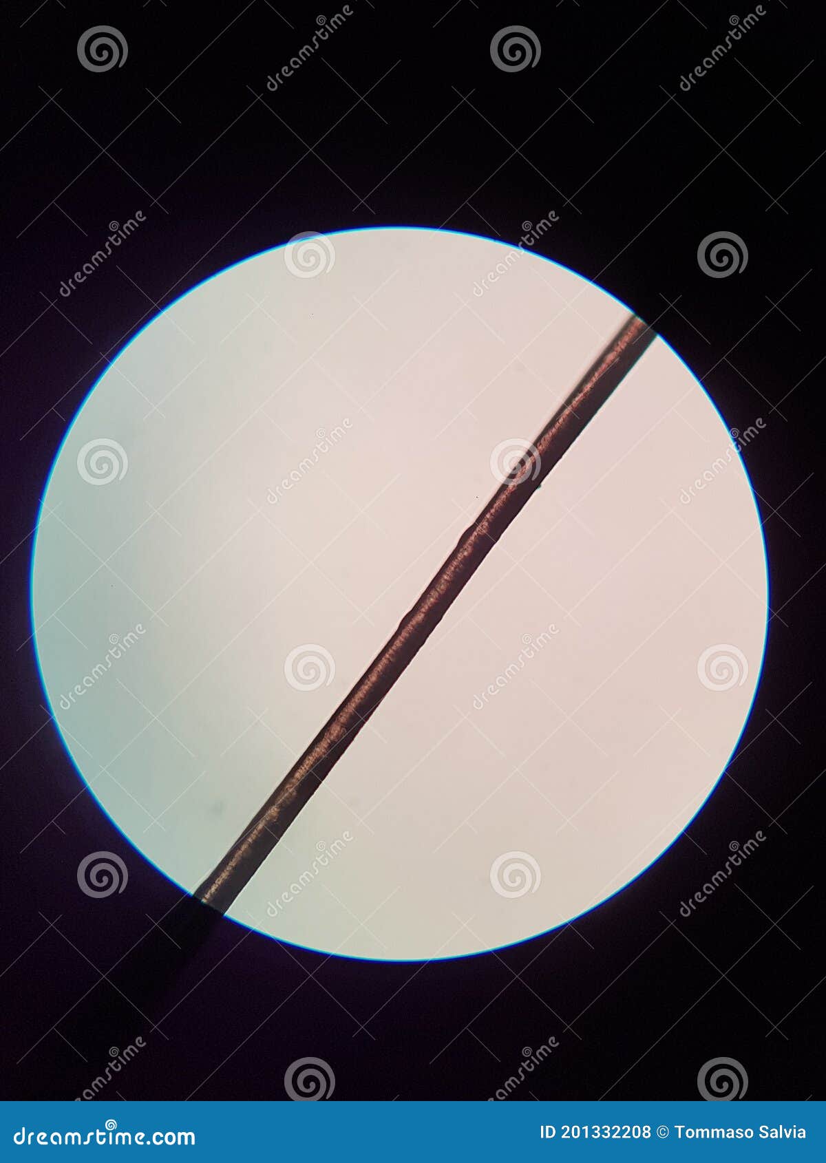 Human Hair Observed by a Microscope. Stock Photo - Image of laboratory ...