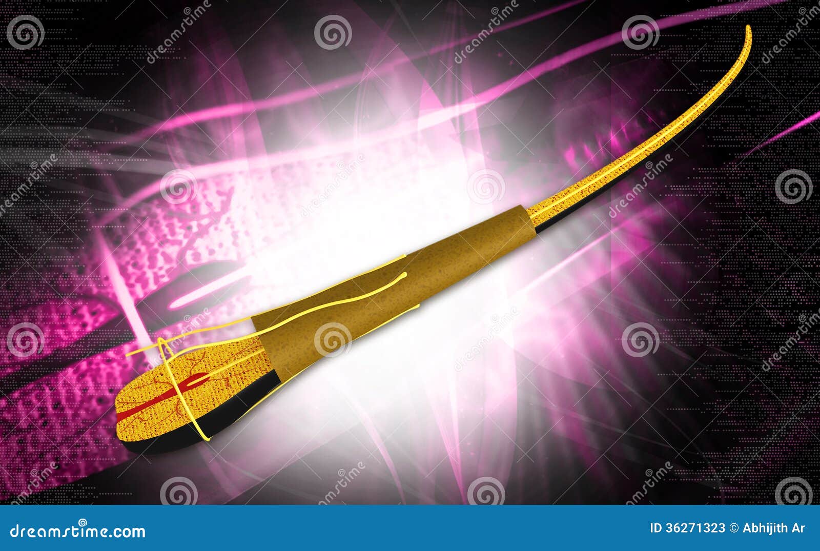 Structure And Anatomy Of Human Nail. Cartoon Vector | CartoonDealer.com ...