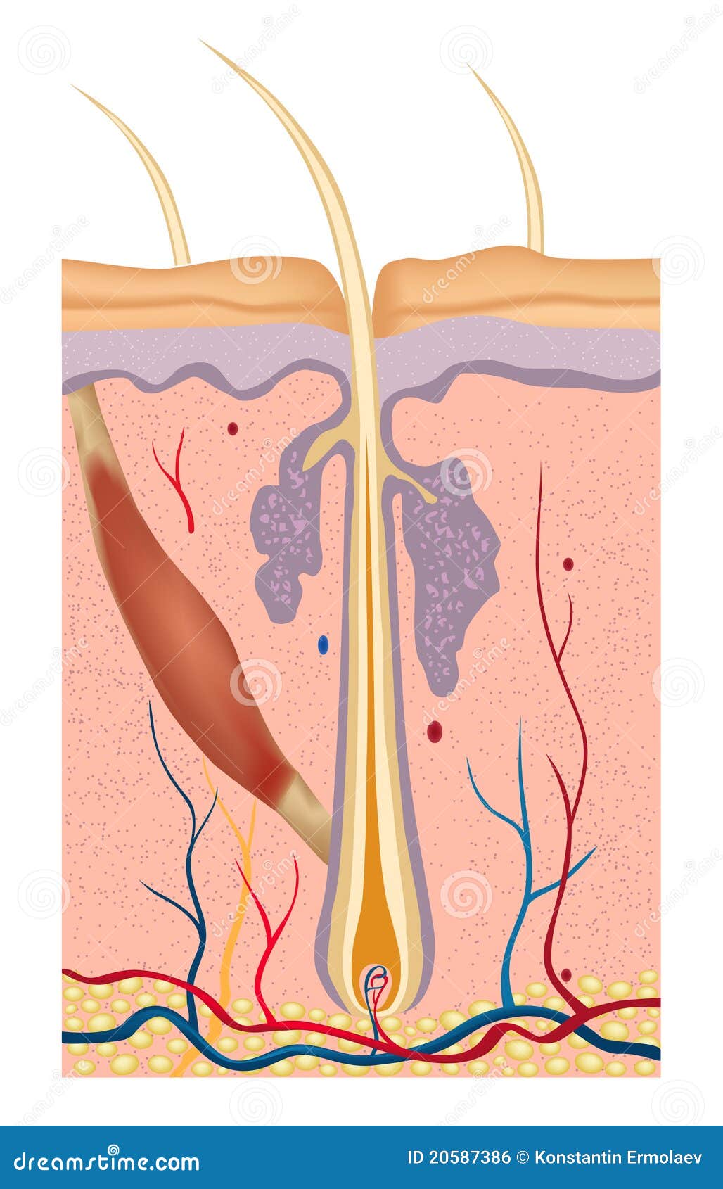 Human Hair Structure Anatomy Illustration Stock Illustration ...