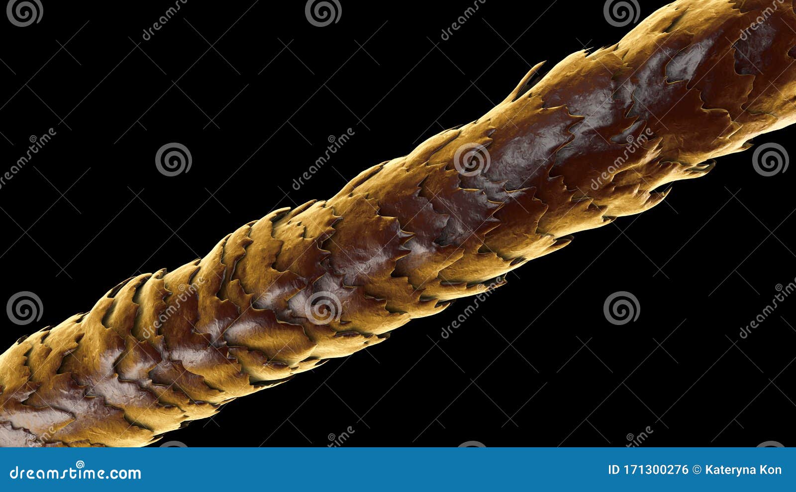 Human Hair Under Microscope, Illustration | CartoonDealer.com #171300276