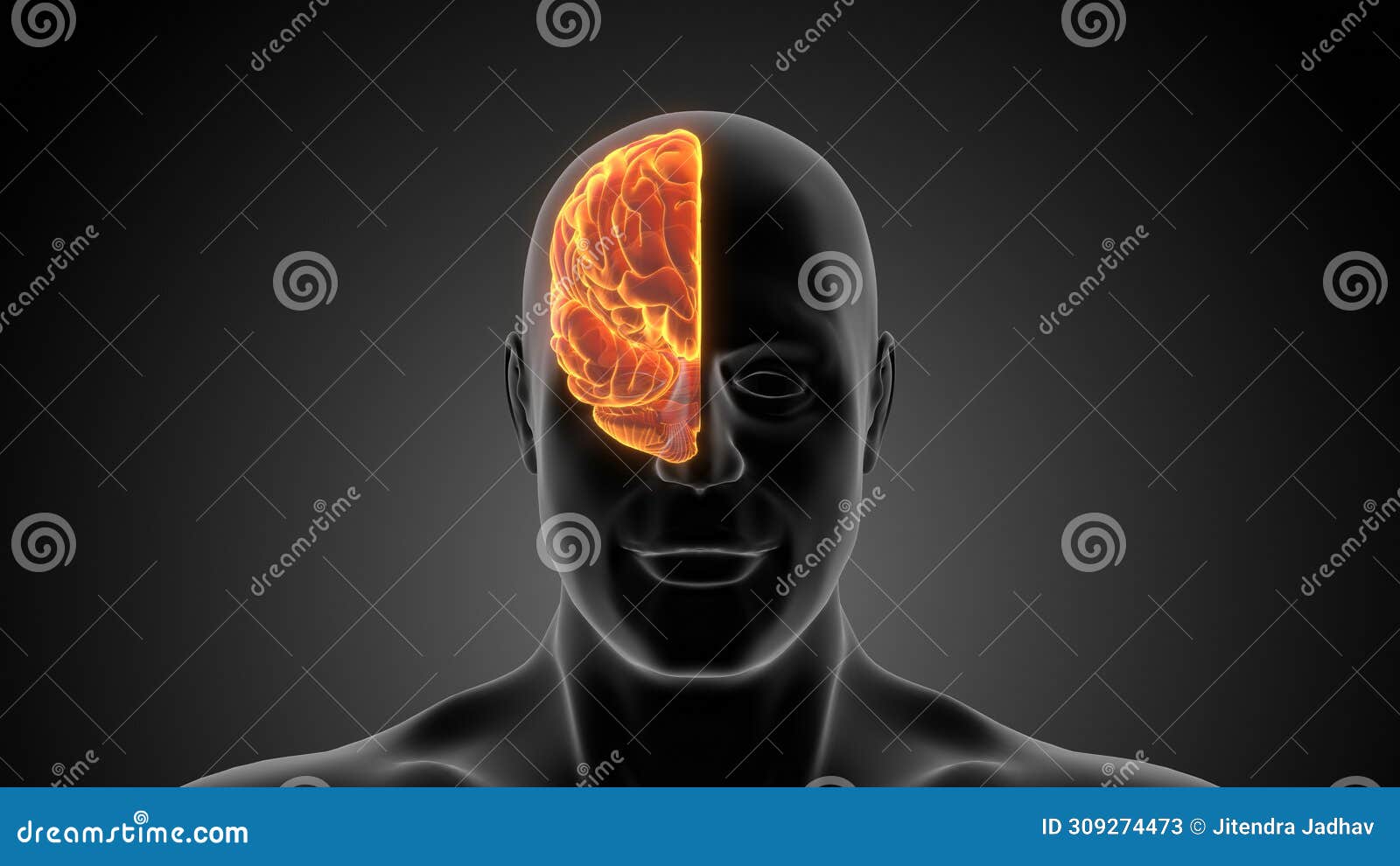 Human Half Brain Medical Animation Stock Illustration - Illustration of ...