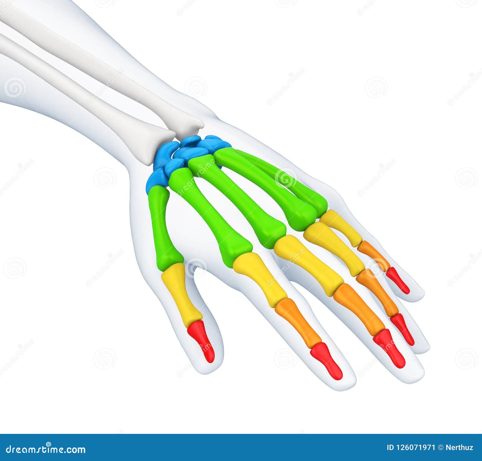 Human Hand Anatomy Illustration Stock Illustration - Illustration of ...