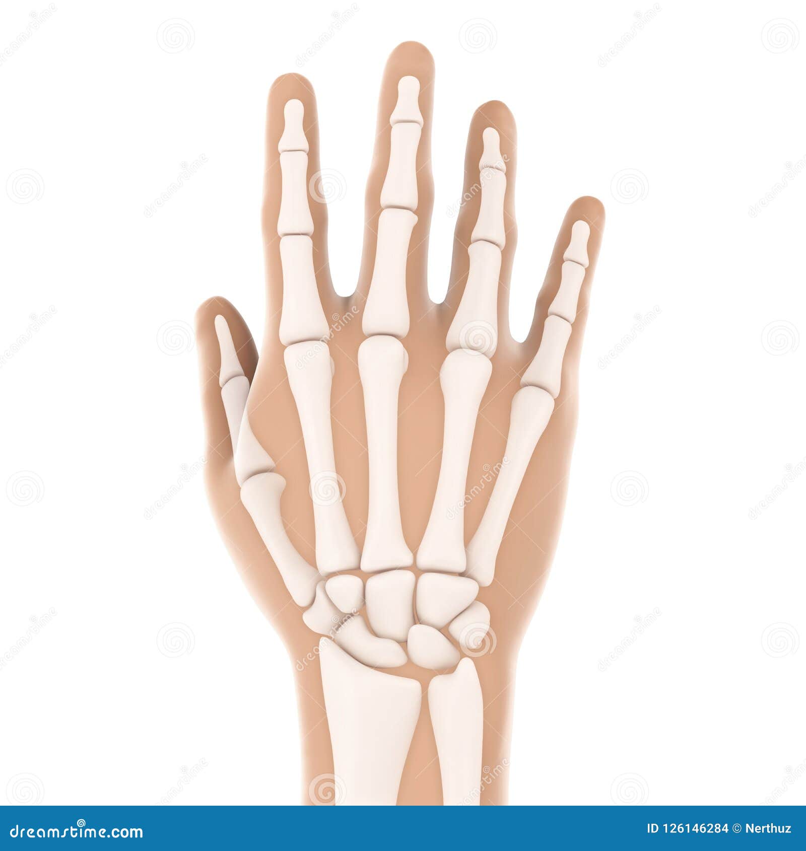 Human Hand Anatomy Illustration Stock Illustration - Illustration of ...